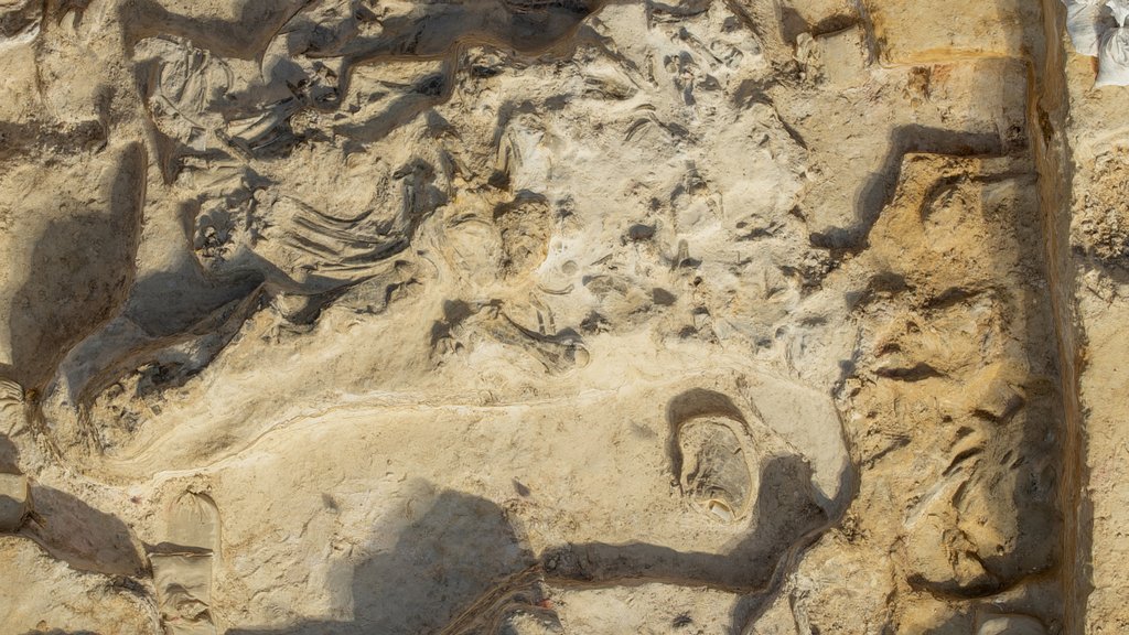 Field Photogrammetry - A 3D model collection by FloridaMuseum - Sketchfab