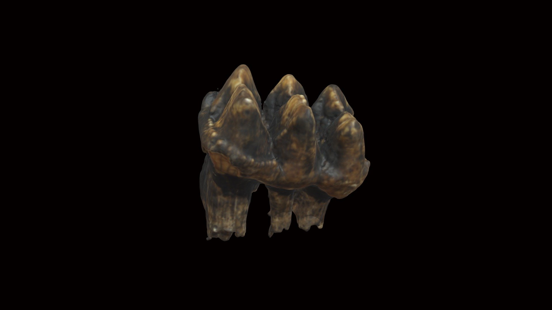 Mastodon Molar (VCU_3D_6848) - 3D model by Virtual Curation Lab (@virtualcurationlab) [4ba7ff1 ...