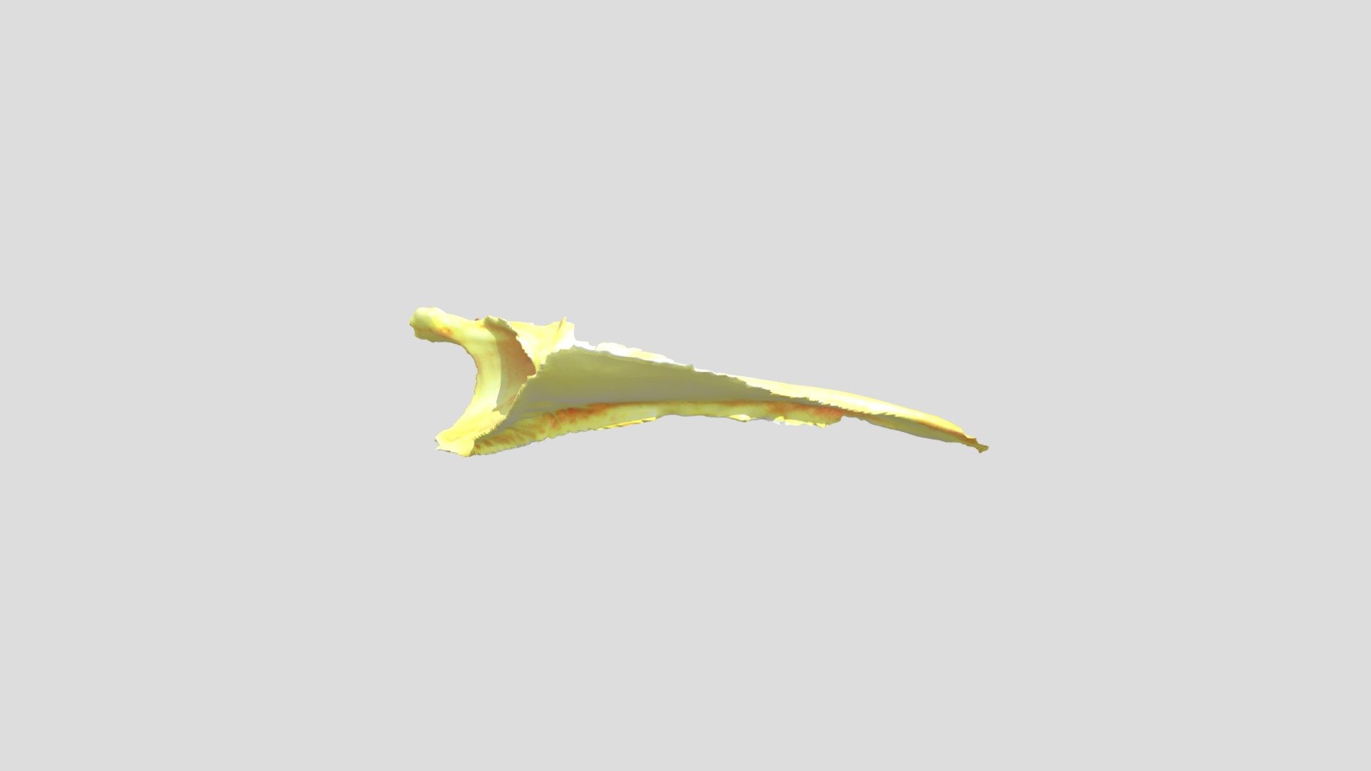 Cyprinus carpio (common carp) - cleithrum - 3D model by ...