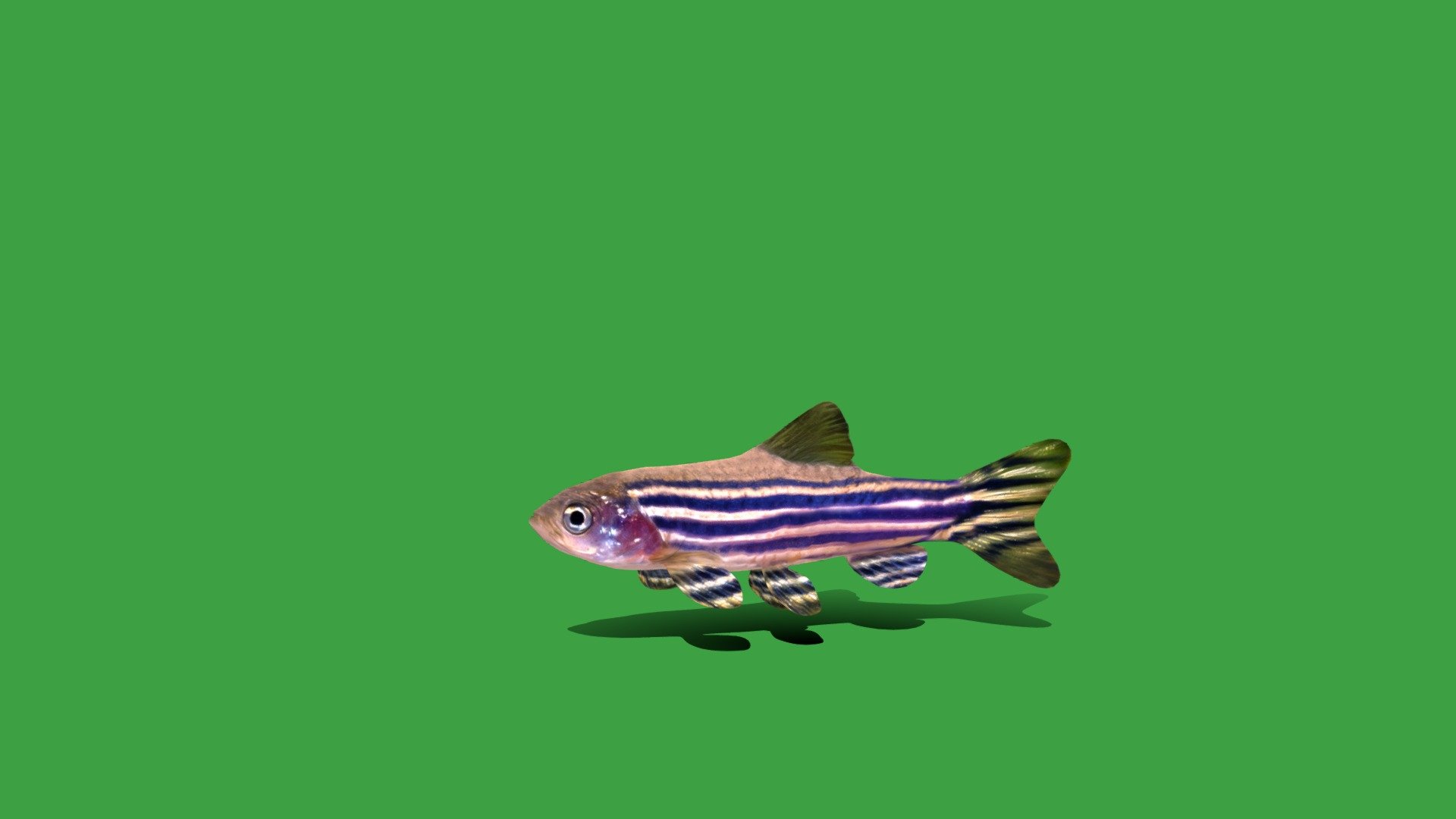 Zebra Danio Fish - 3D model by Nyilonelycompany [4baf6d1] - Sketchfab