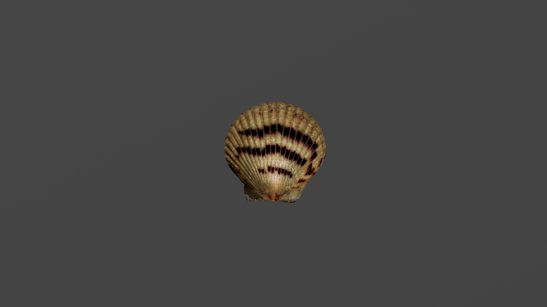 Sea Shell 1 - Metashape Photogrammetry - Download Free 3D model by ...