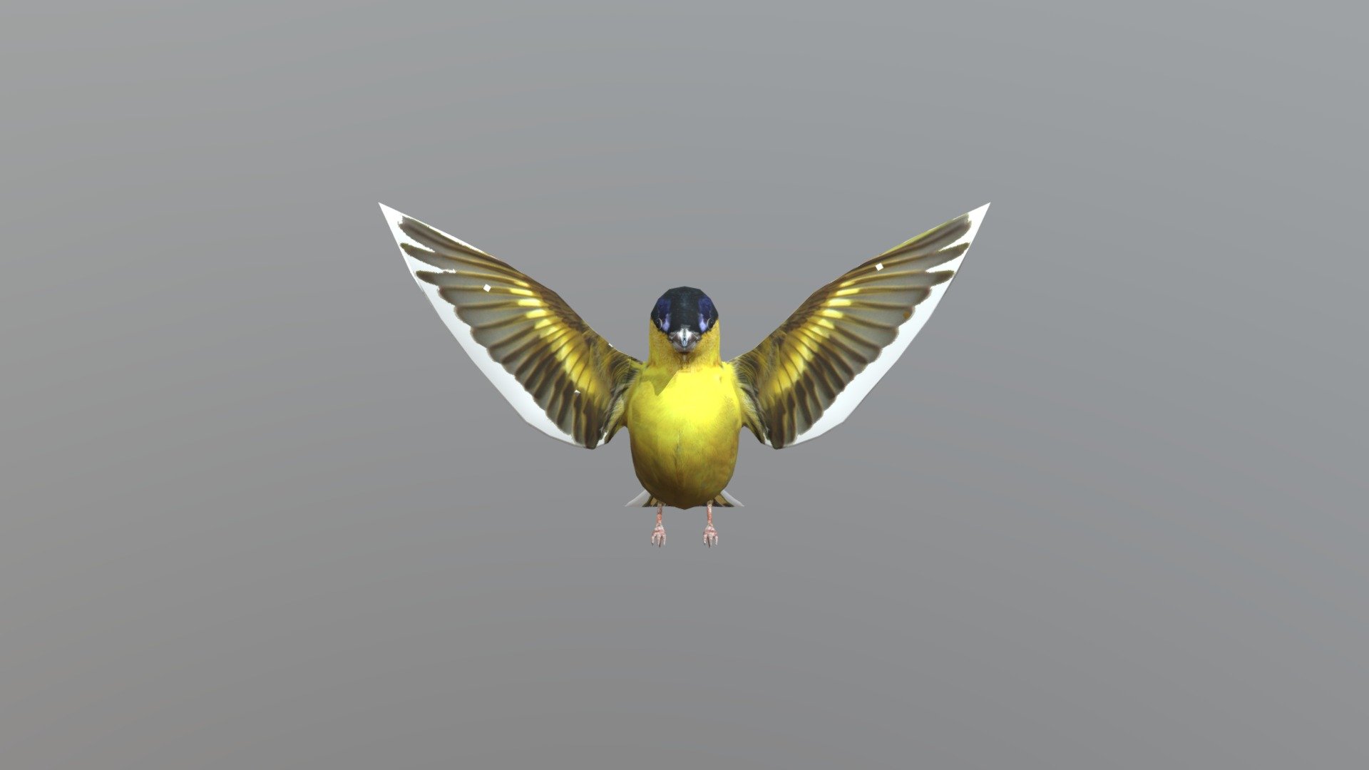 bird2 - 3D model by milk96158 [4bb671b] - Sketchfab