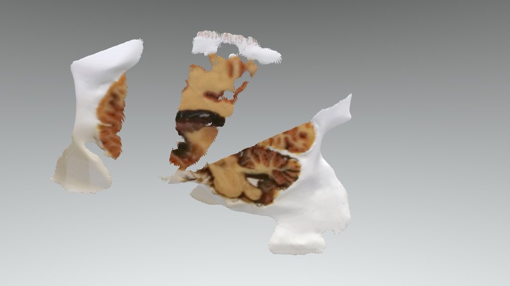 Mind - 3D model by rachel.morford [4bbcb8e] - Sketchfab