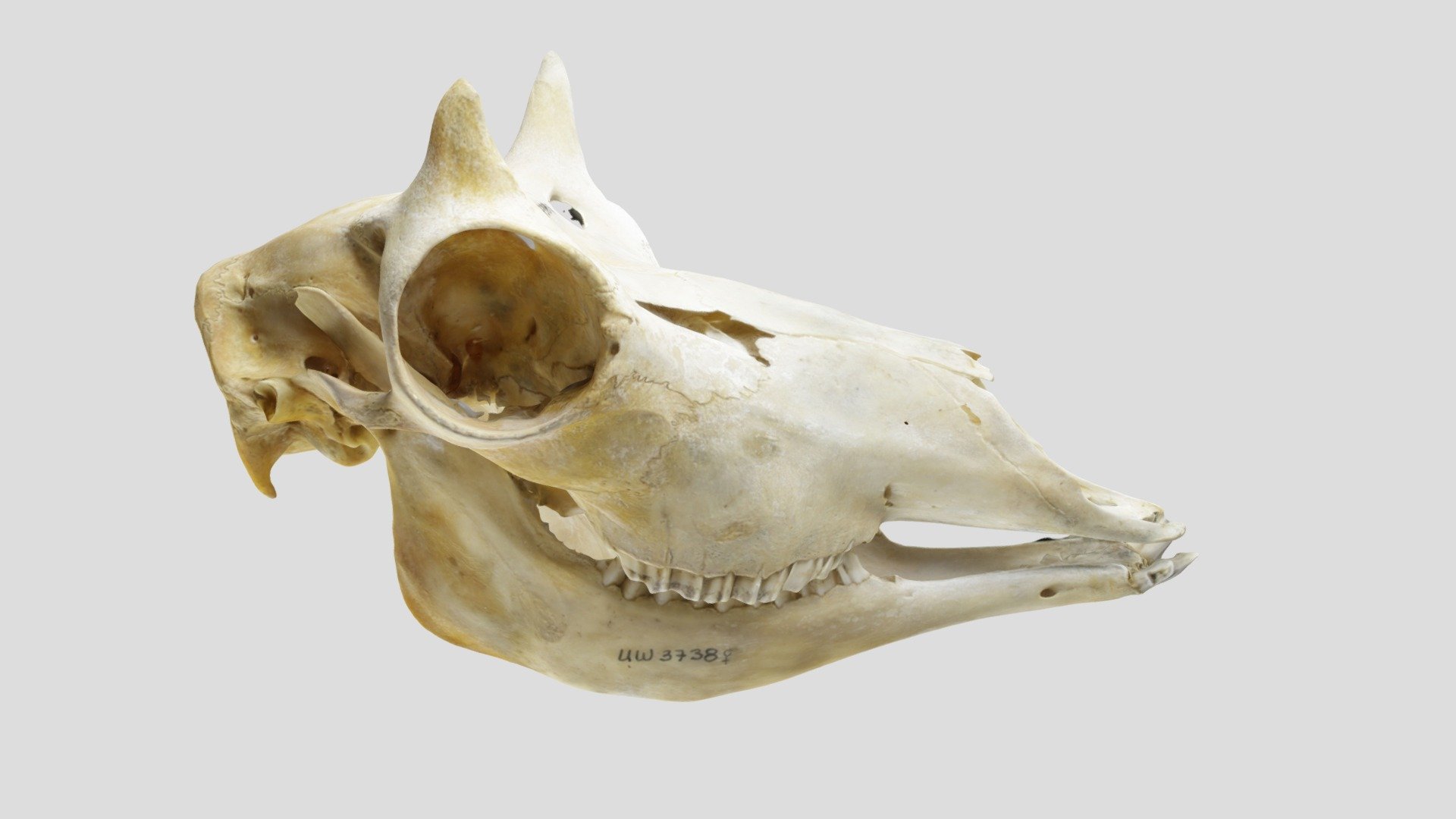 UWYMV 3738, Antilocapra americana - Skull - Download Free 3D model by ...