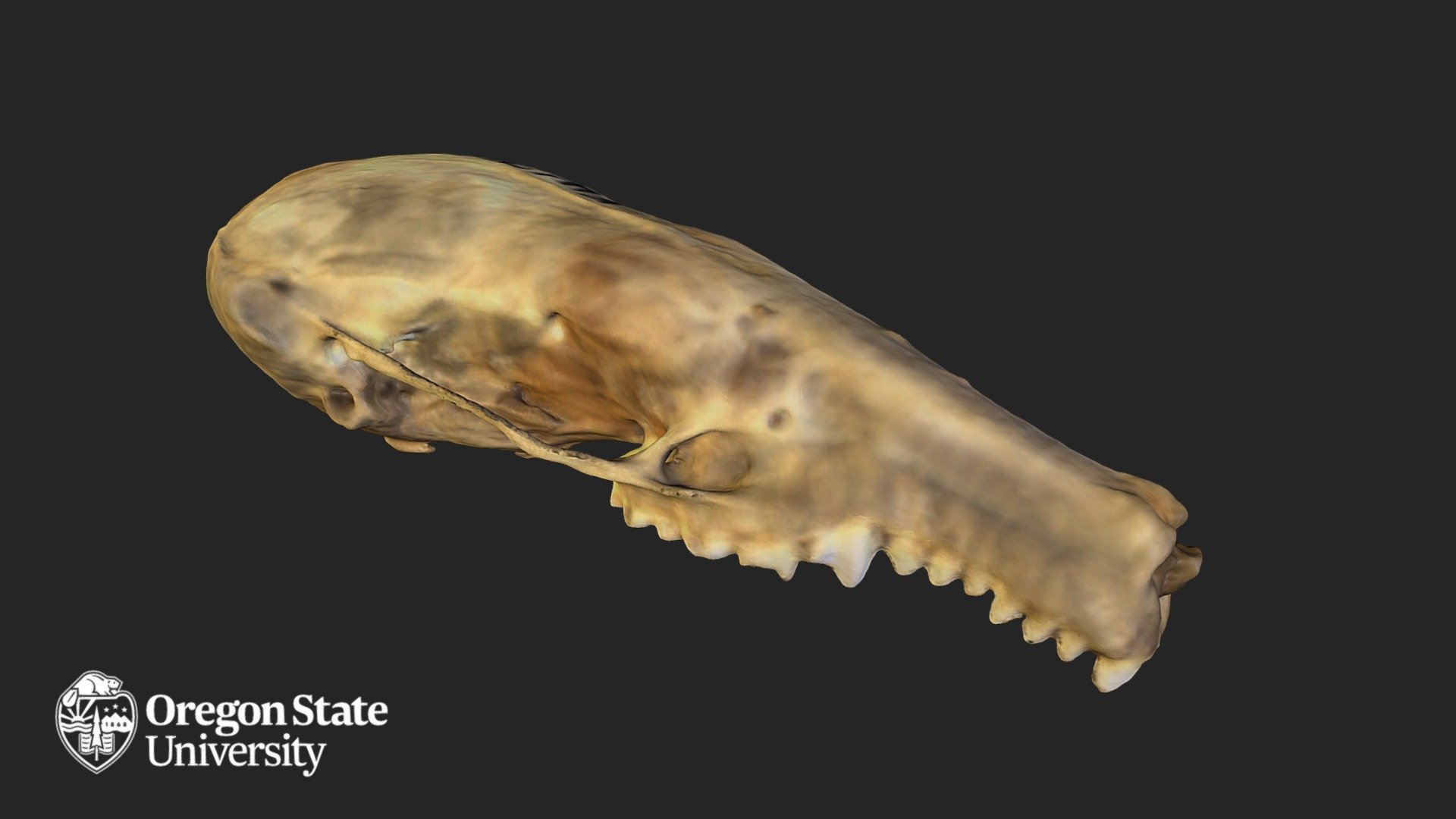 Townsend's Mole (Scapanus Townsendii) - 3D model by Oregon State ...