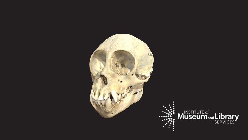 Non-Human Primates - A 3D model collection by Cleveland Museum of ...