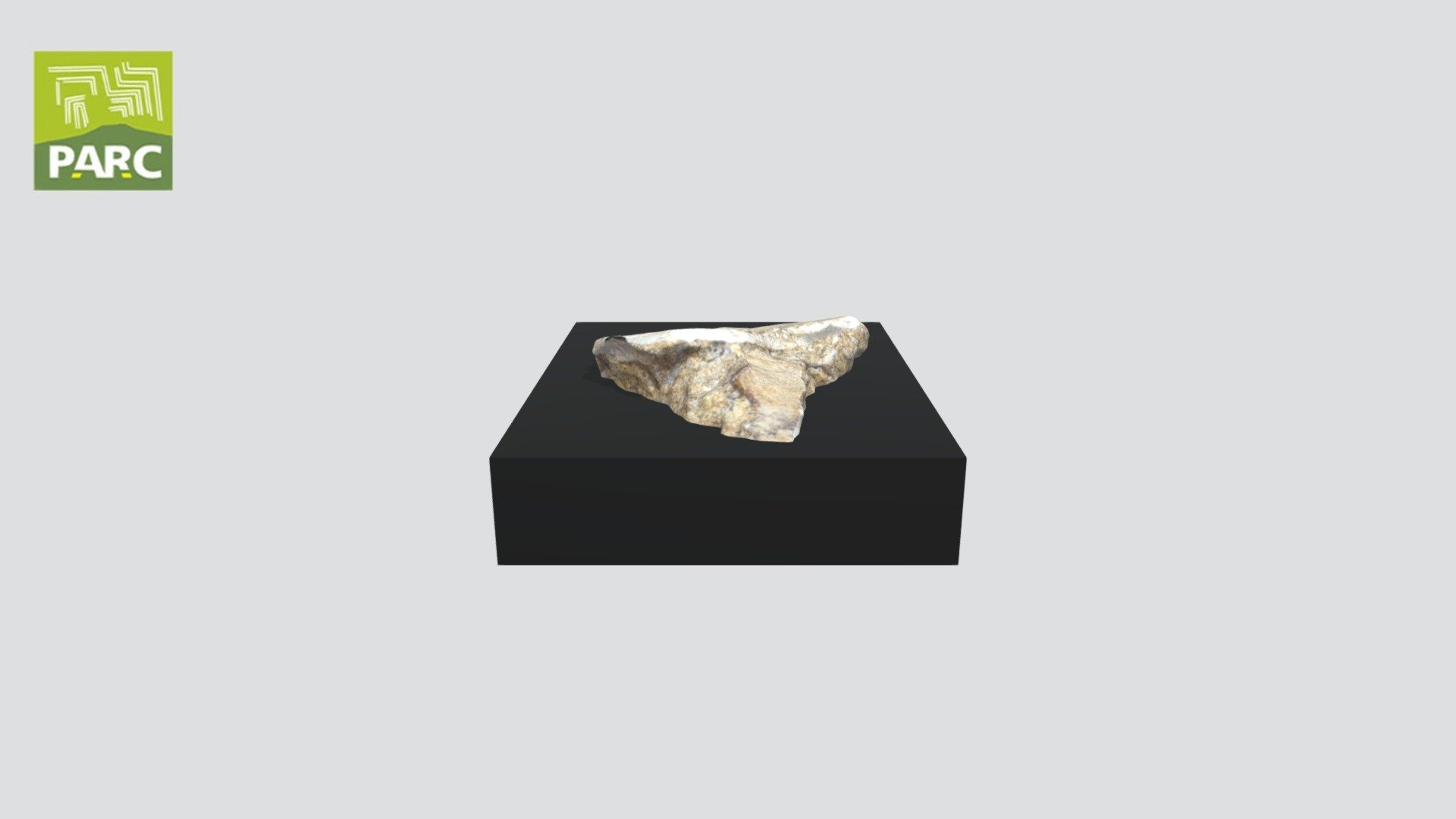 Scutella fossile (scutella sp, esemplare) CG 20 - 3D model by PARC Museum (@parcgenoni) [4bd9bb3 ...