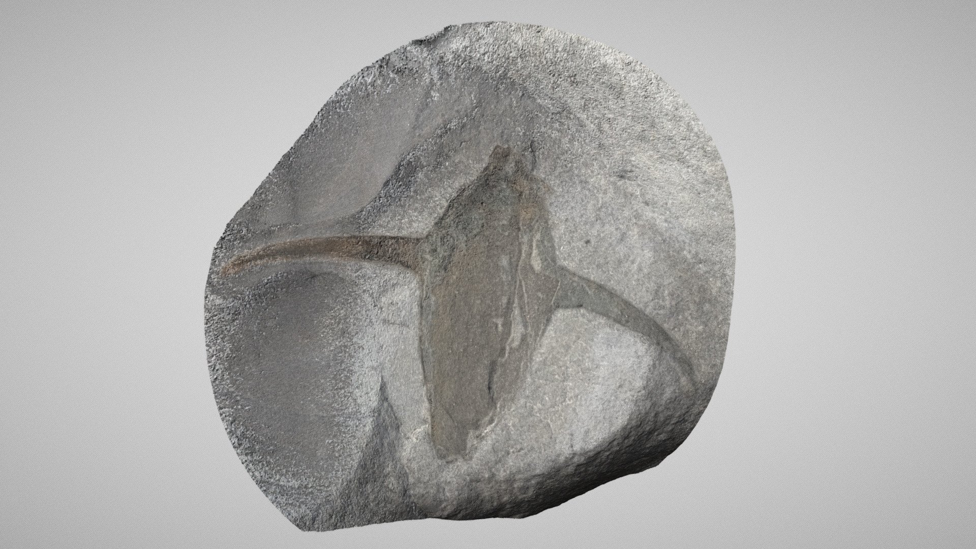 Arthropoda, Pseudoarctolepis sharpi - Download Free 3D model by ...