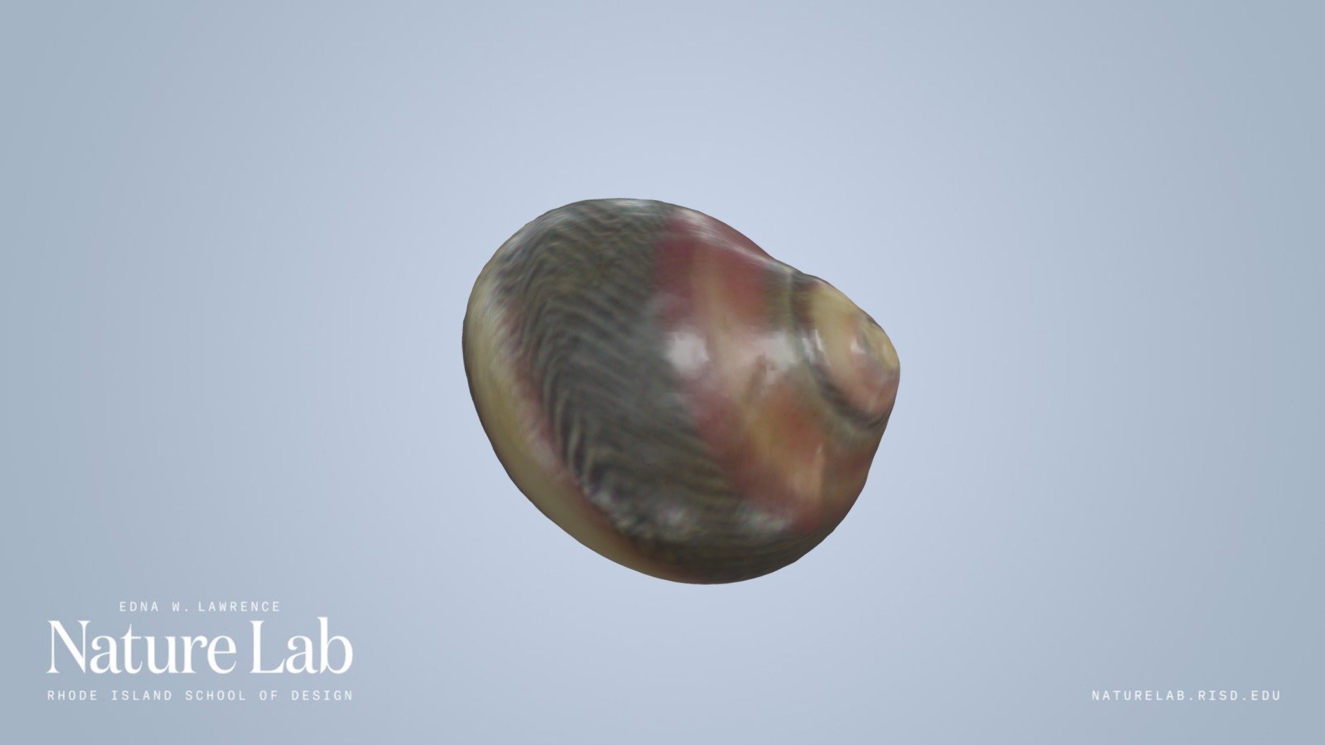 Black And Red Nerite Shell - Download Free 3D model by RISD Nature Lab ...