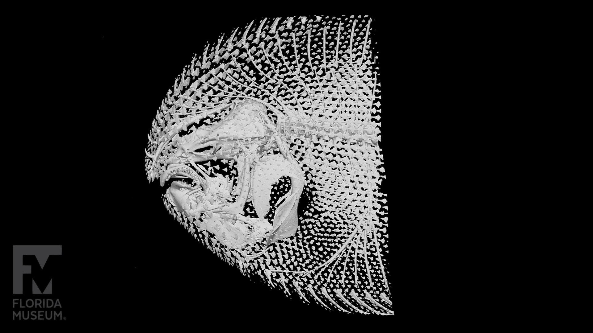 Sole CT Scan, Soleidae - 3D model by FloridaMuseum [4be2ad6] - Sketchfab