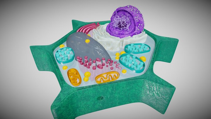 Eukaryotic_cell 3D models - Sketchfab