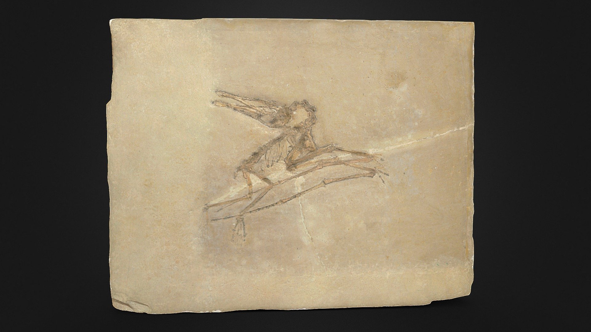 1875_XIV_501 Ctenochasma elegans - 3D model by SNSB-BSPG Pterosaur ...