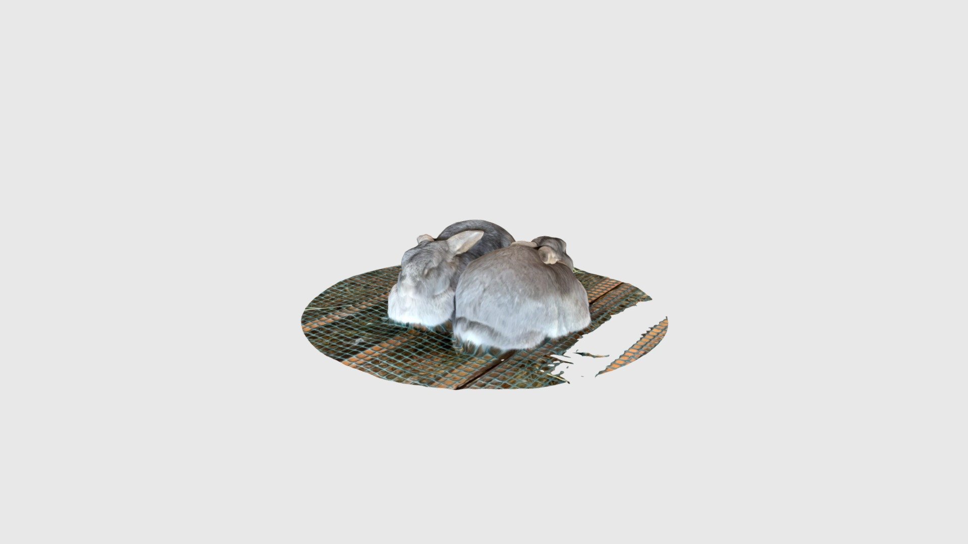 3d-scanned rabbits - Download Free 3D model by shimasho [4bf31ab ...