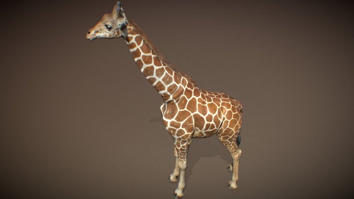 Giraffe 3D models - Sketchfab