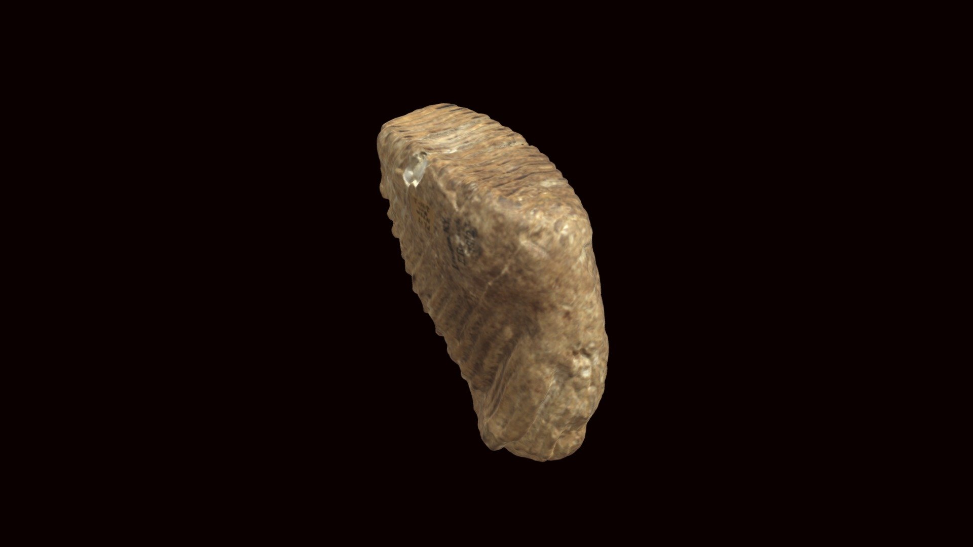 Mammoth Molar (VCU_3D_7842) - Download Free 3D model by Virtual Curation Lab ...