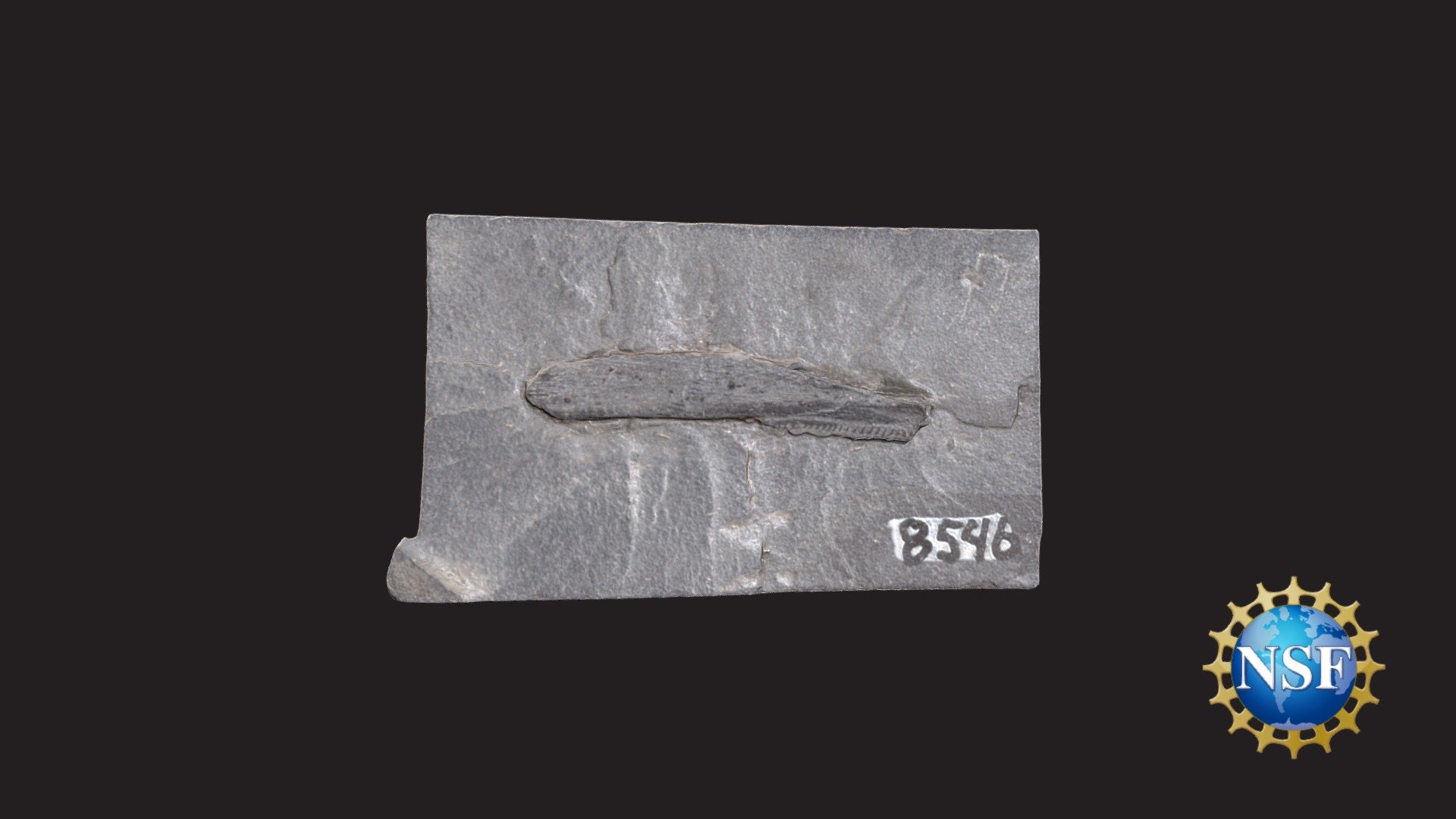 CMNH 8546 Micro Arthrodire Right Infragnathal - 3D model by Cleveland ...