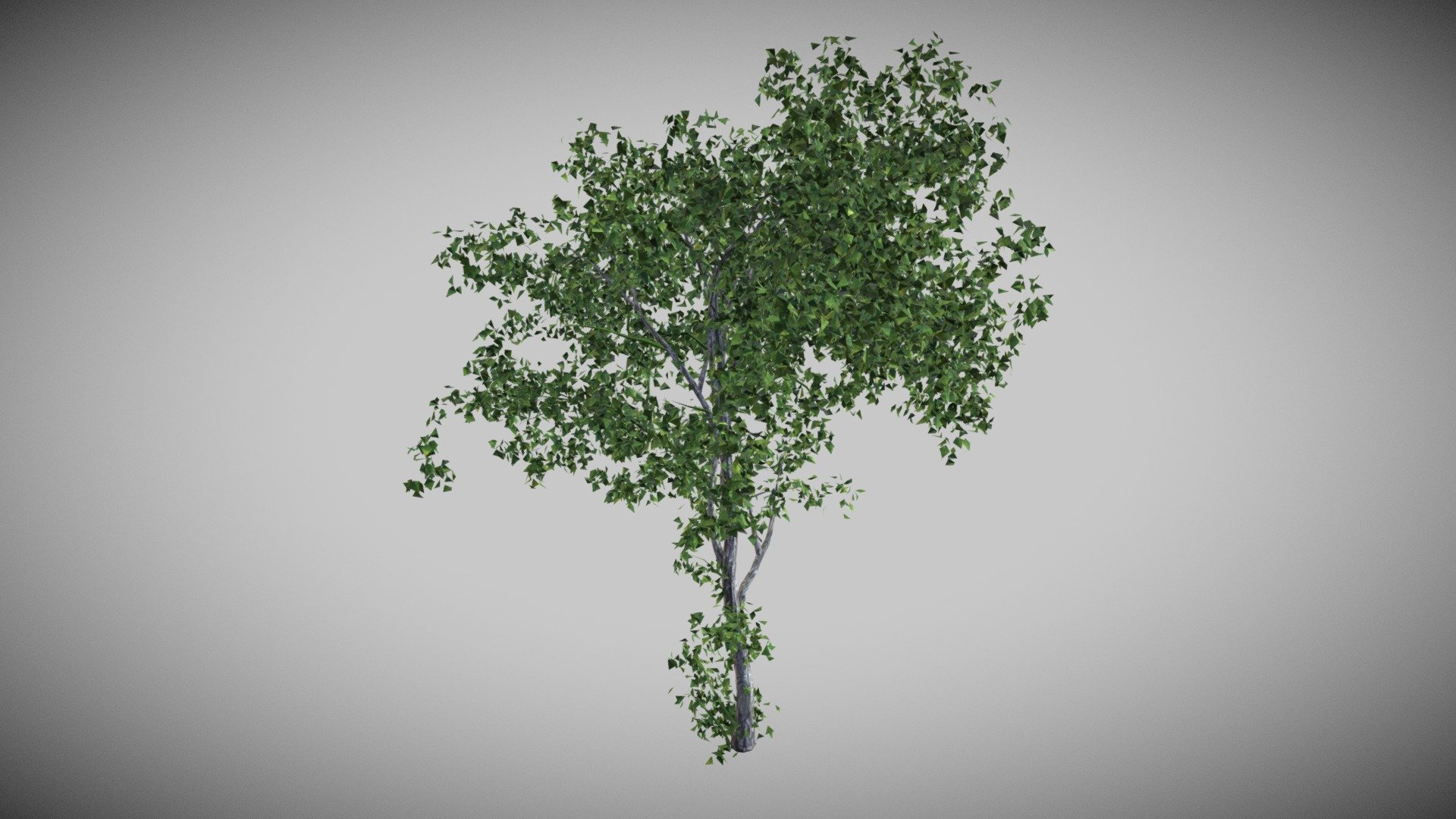 Linden Tree - Buy Royalty Free 3D model by Francesco Coldesina ...