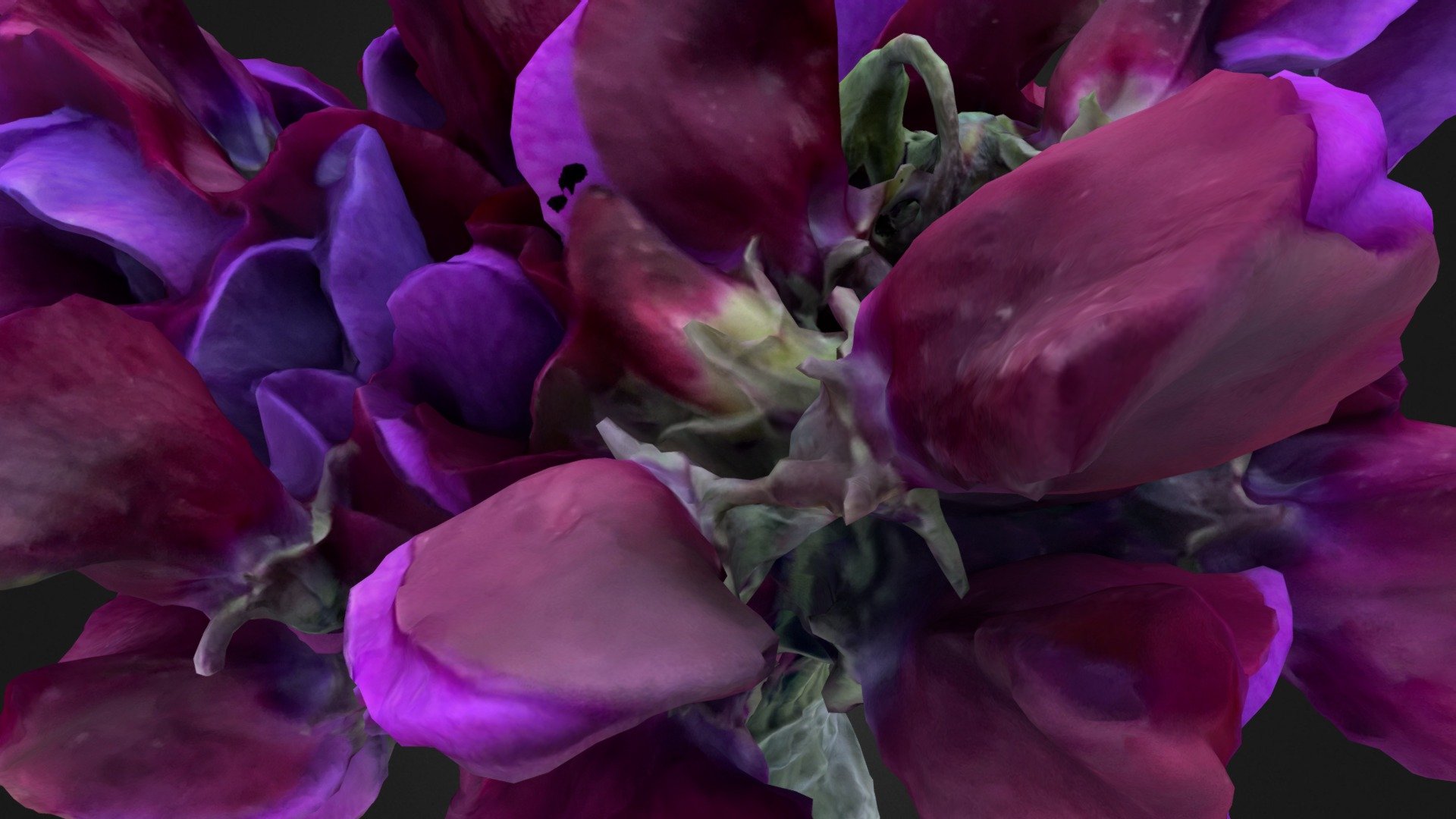Sweet pea 2908 - Download Free 3D model by cathalmcd [4c13233] - Sketchfab