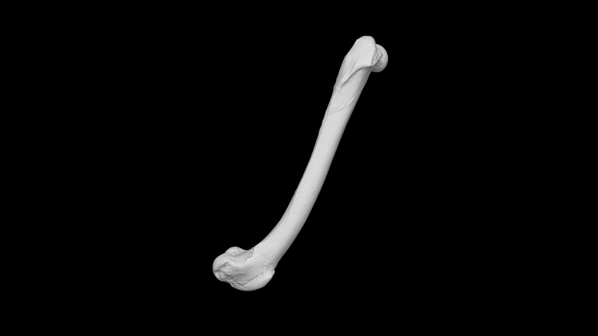 Dog femur, right - 3D model by Dr. Bobick's Virtual Anatomy Lab ...