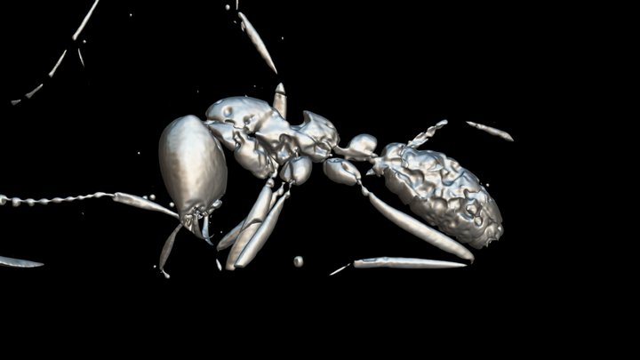 Ants 3D models - Sketchfab
