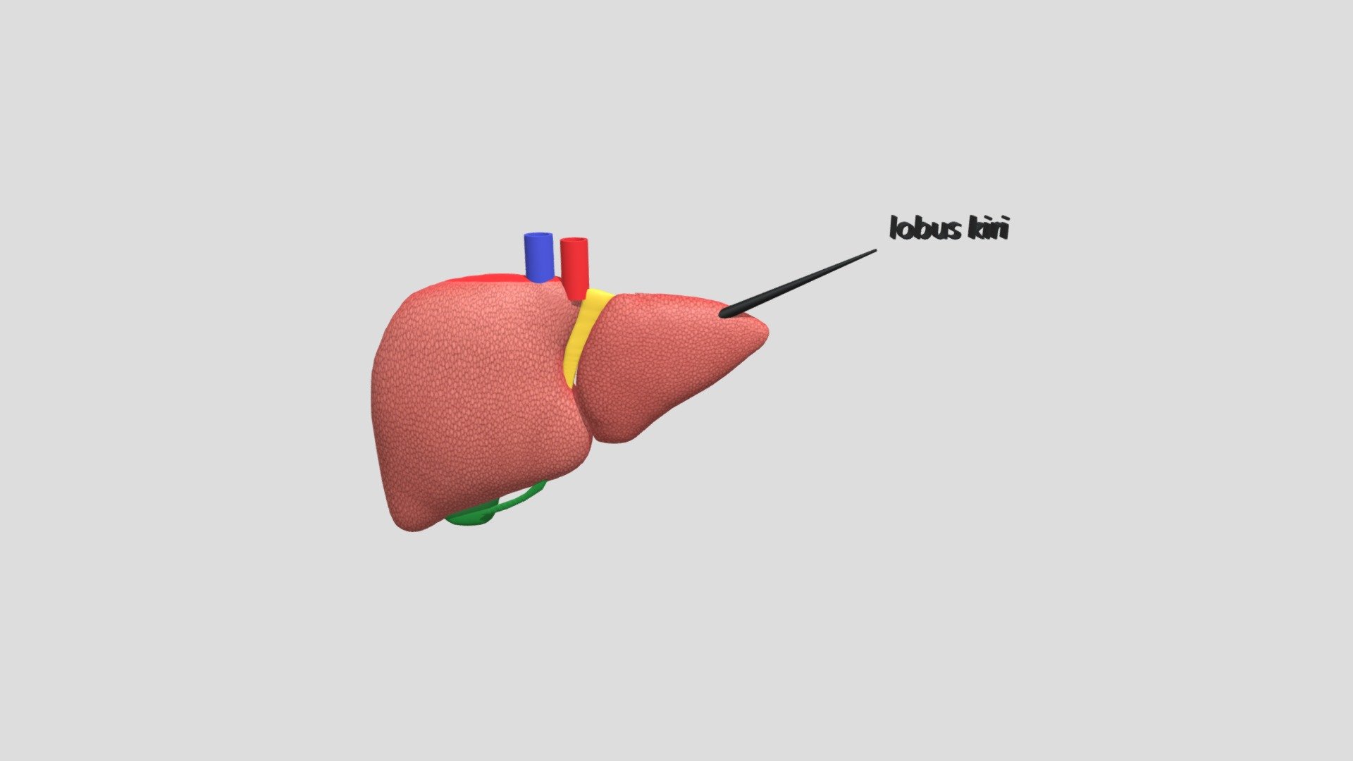 Liver 3d - Download Free 3D model by romimolyadi1 [4c1b701] - Sketchfab