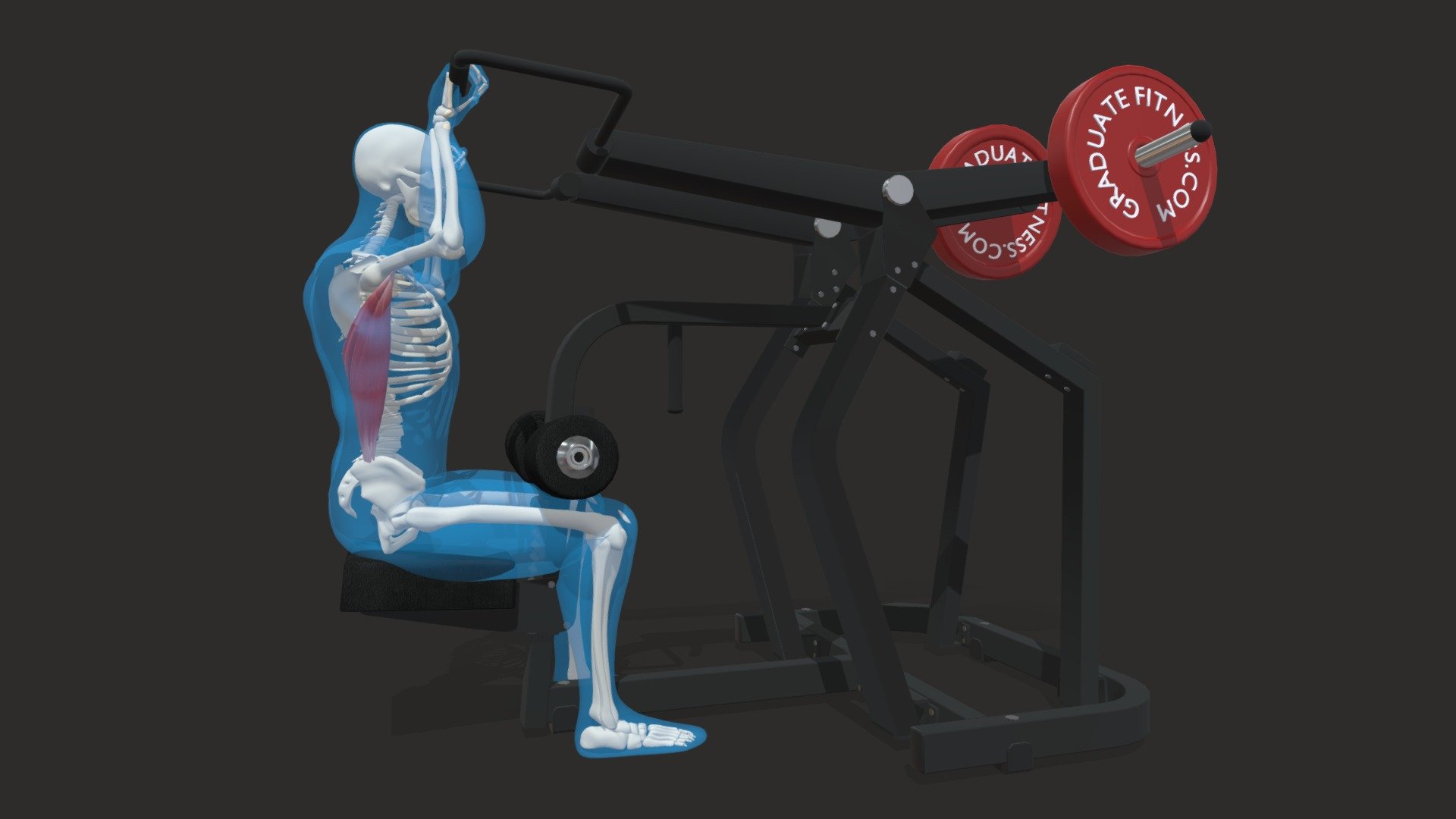 The Plate Loaded Lat Pulldown - 3D model by Mike - 3D Muscle Model ...