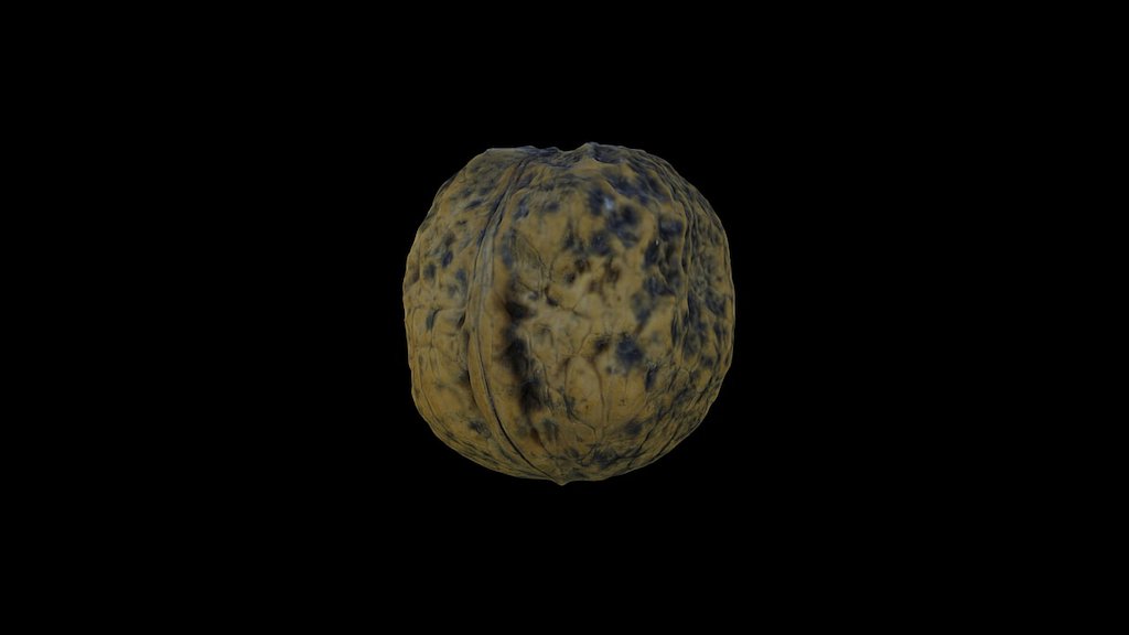 Walnut - Download Free 3D model by borian [4c2c0c0] - Sketchfab