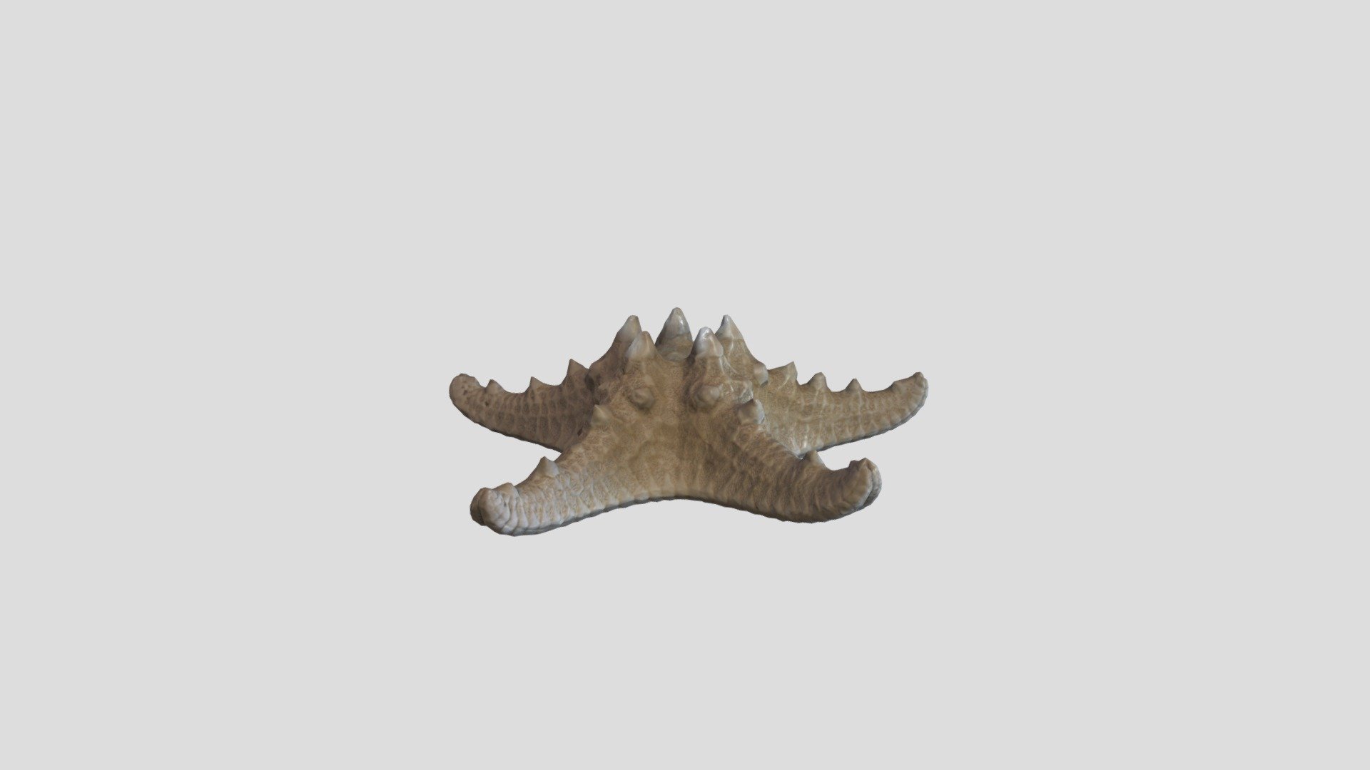 SEASHELL_5 - Buy Royalty Free 3D model by GeneSalad [4c2ddb2 ...