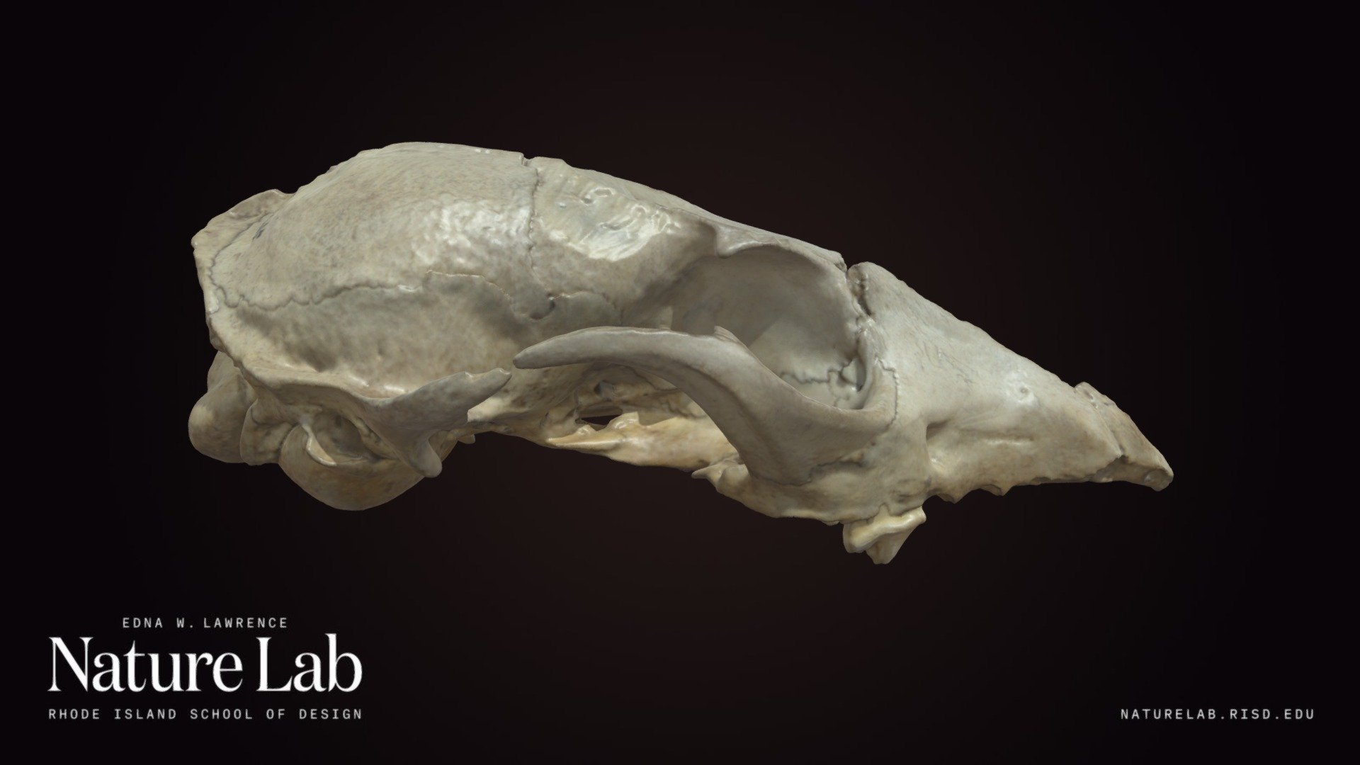 Grey Fox Skull - Download Free 3D model by RISD Nature Lab ...