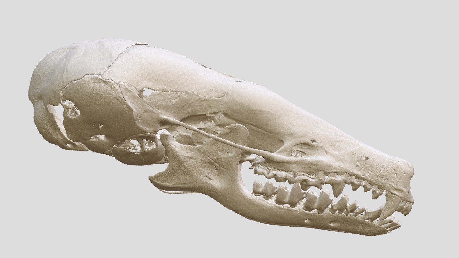 Mogera kobeae kiusiuana (MSB:Mamm:45435) - 3D model by Biodiversity ...