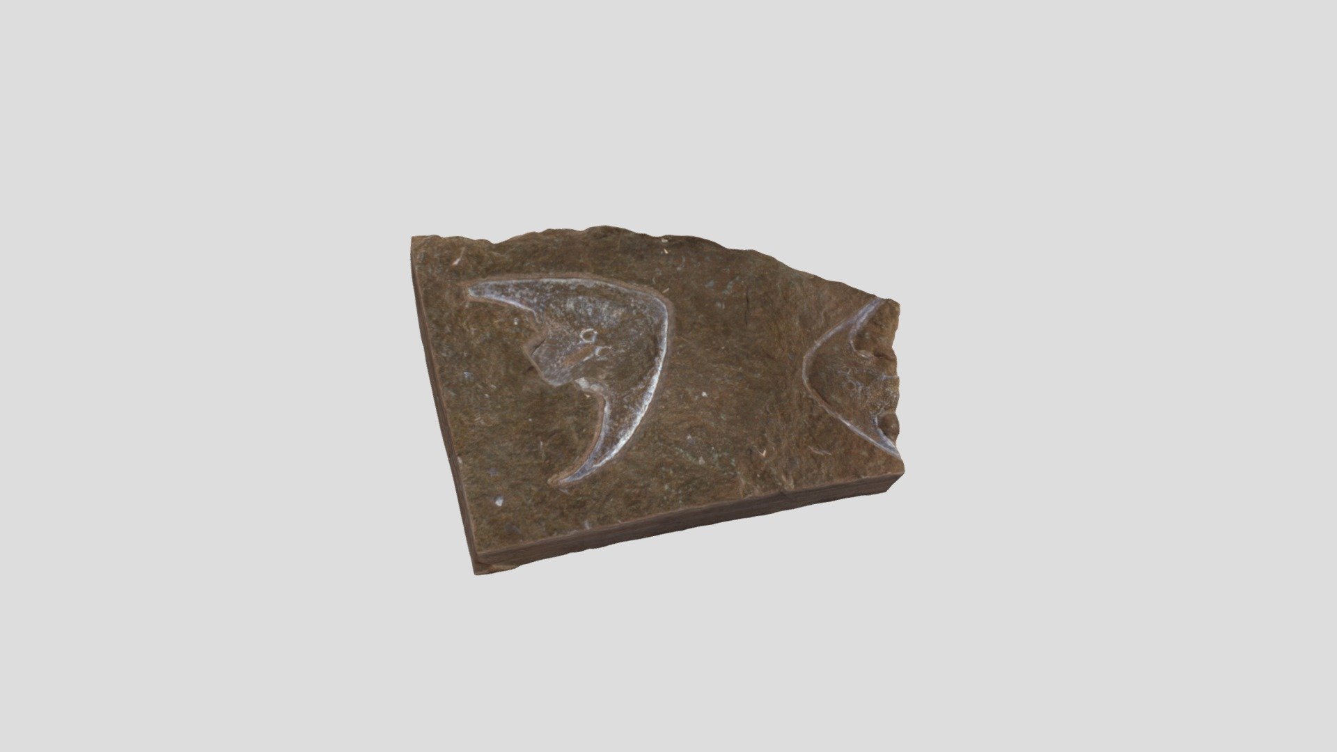 Agnathan fish fossil (L13) - 3D model by Hong Kong Science Museum ...