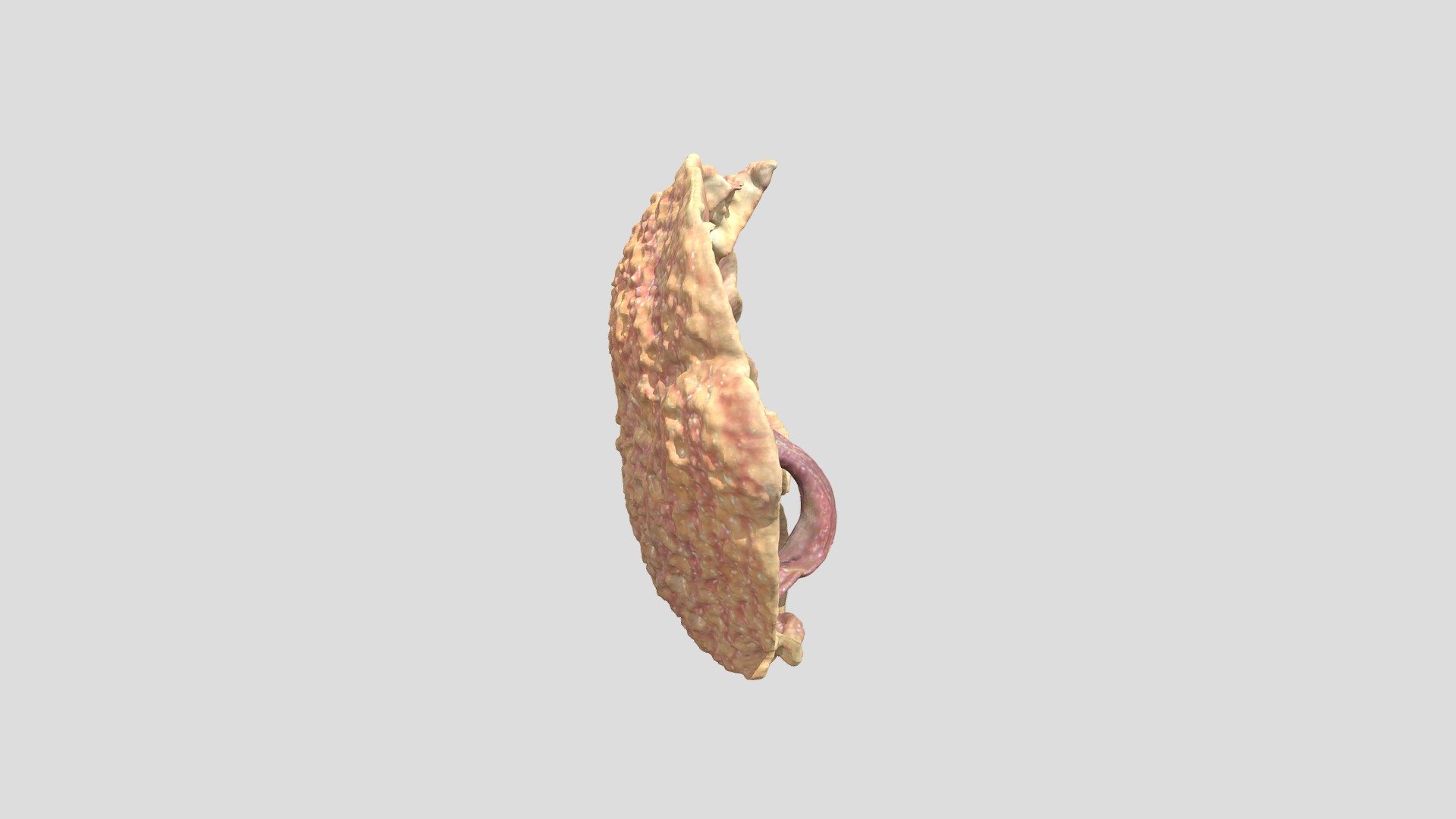 JWP 675 Renilla reniformis Beaufort - 3D model by Wesleyan University ...