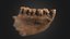 Gigantopithecus blacki - 3D model by AJL [4c33ef5] - Sketchfab