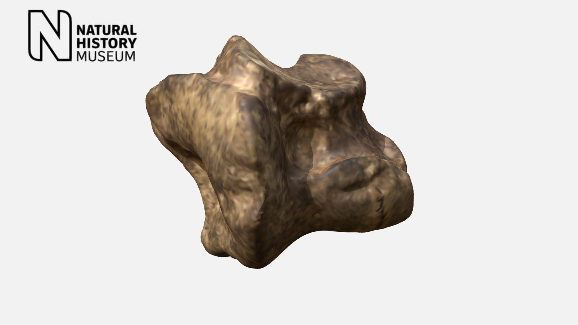 Scelidotherium leptocephalum - cast of ankle - Download Free 3D model ...
