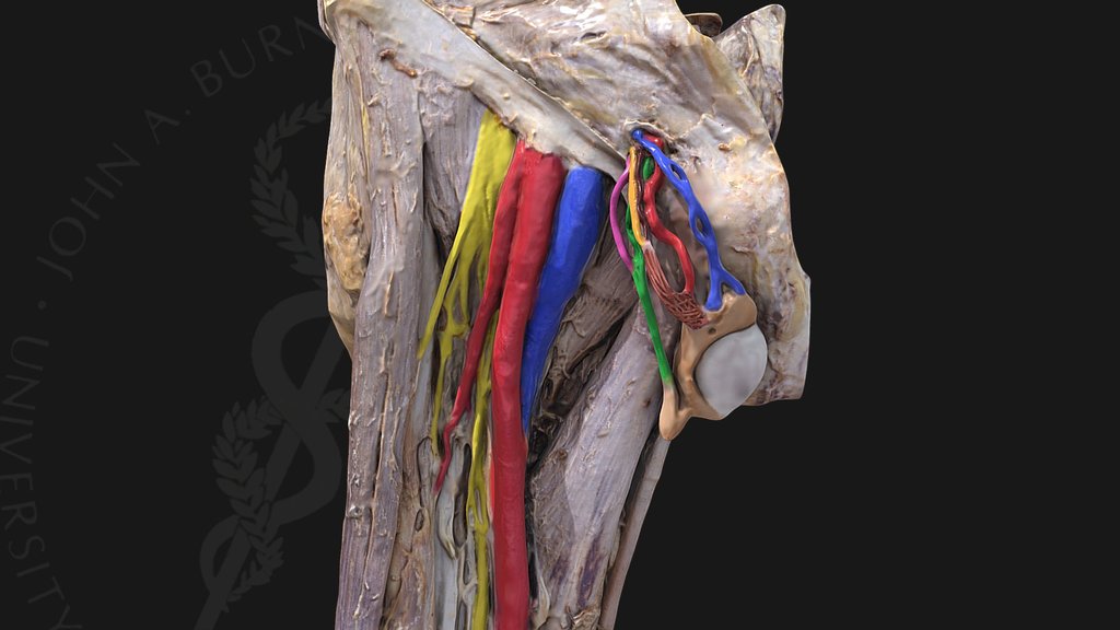 Topographic anatomy - A 3D model collection by valchanov - Sketchfab