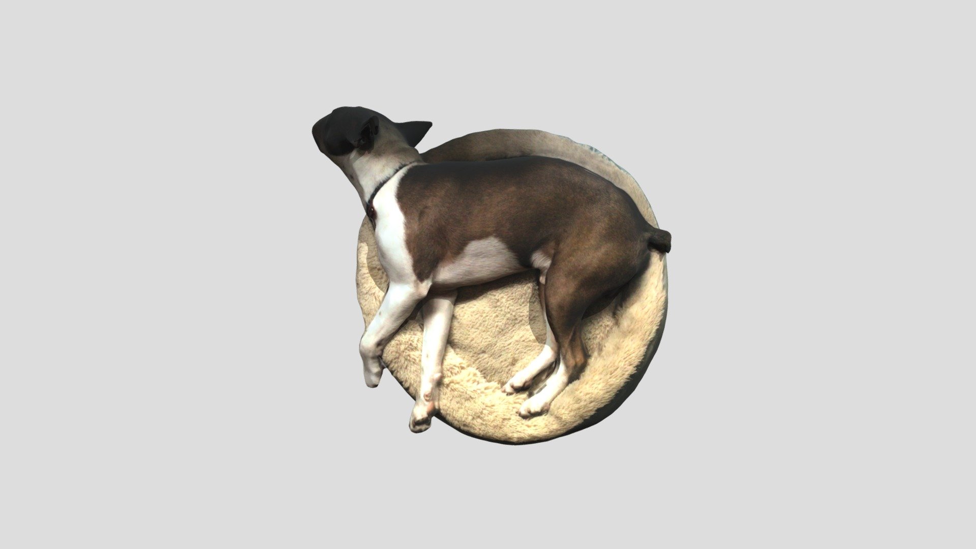 Loki dog - 3D model by jorgepjnn [4c43c66] - Sketchfab