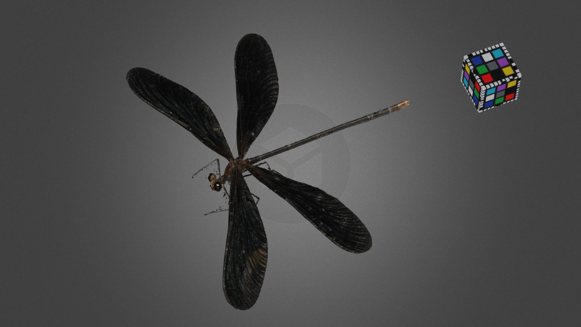 ハグロトンボ ♀ Crested Dragonfly, Calopteryx atrata - Download Free 3D model ...