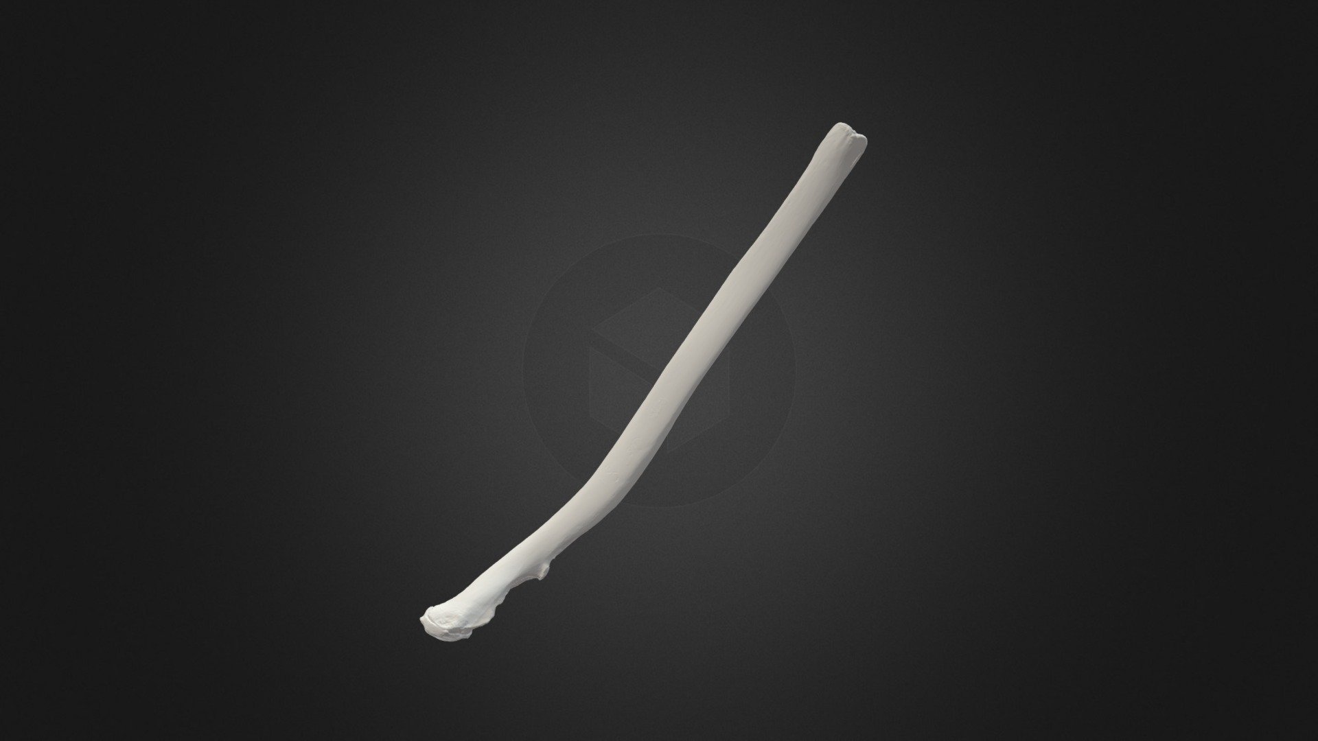 Loxodonta africana (elephant) Left Rib 18 (sin) - Download Free 3D ...