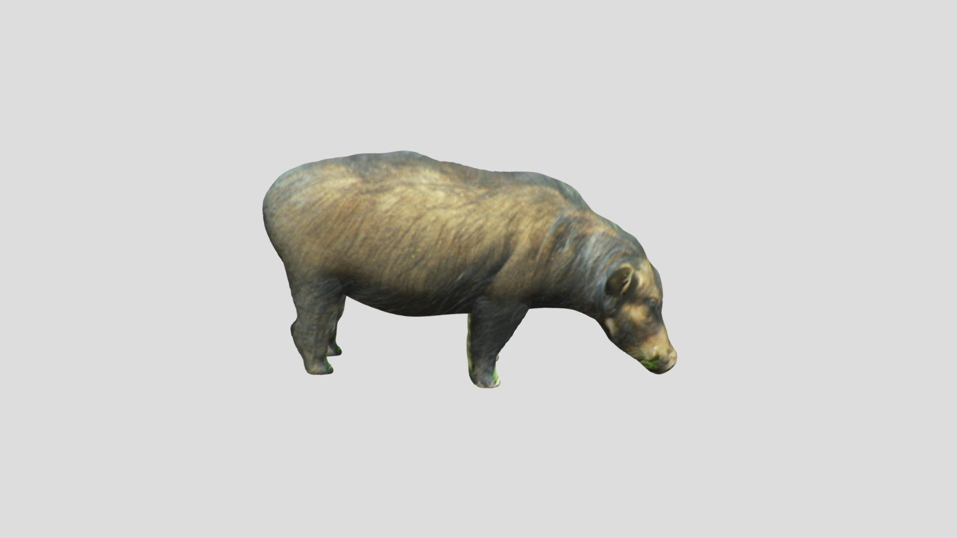 Giant Forest Hog (Hylochoerus) - Download Free 3D model by Rainbow ...