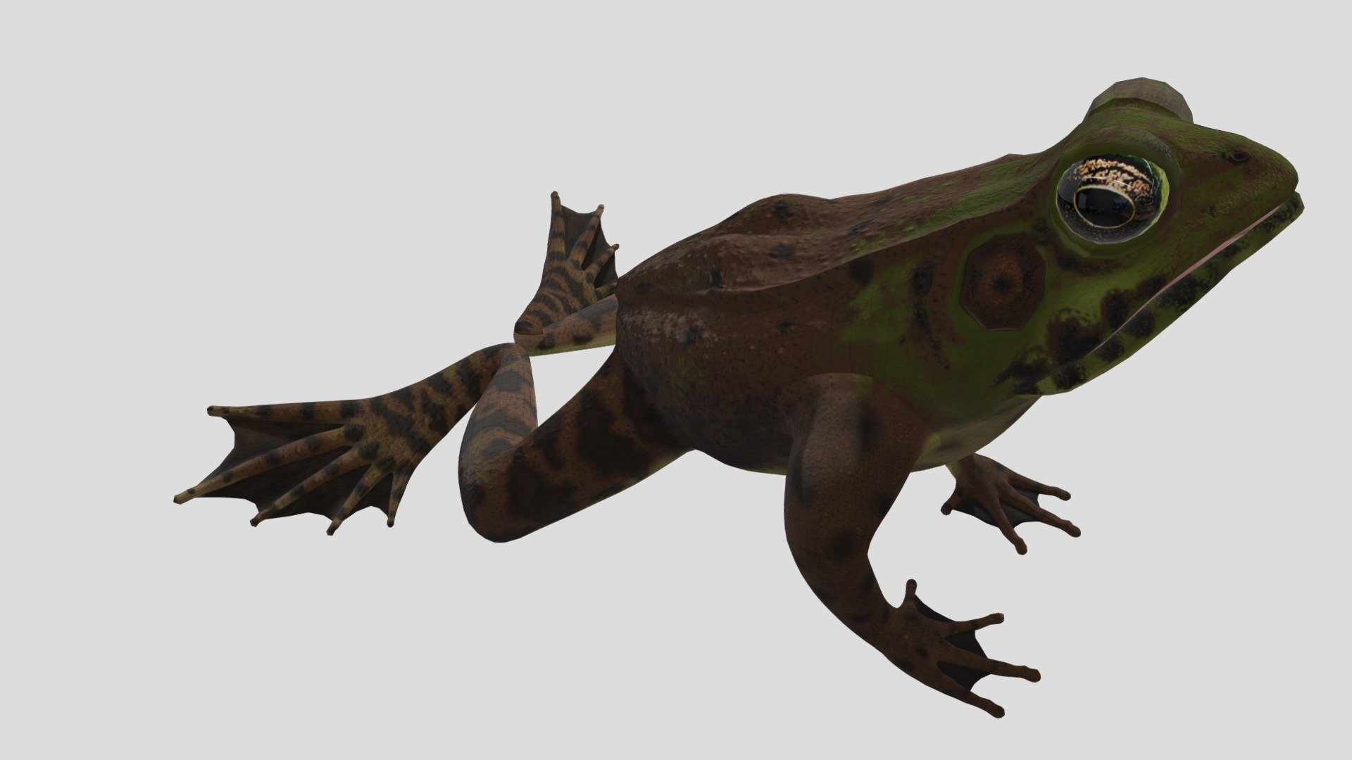 Frog - 3D model by IACG [4c65de9] - Sketchfab