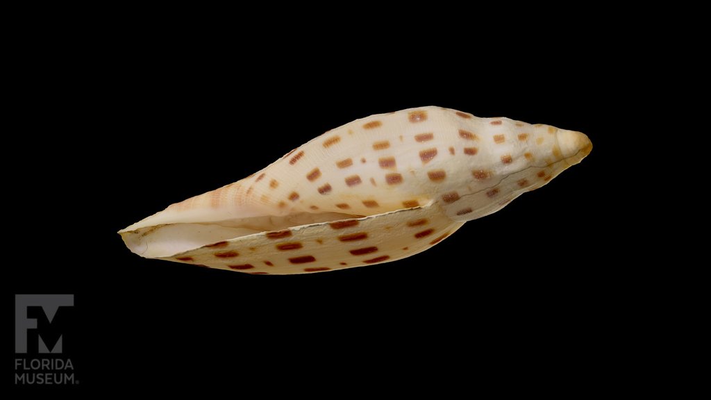 Invertebrate Zoology - A 3D model collection by FloridaMuseum - Sketchfab