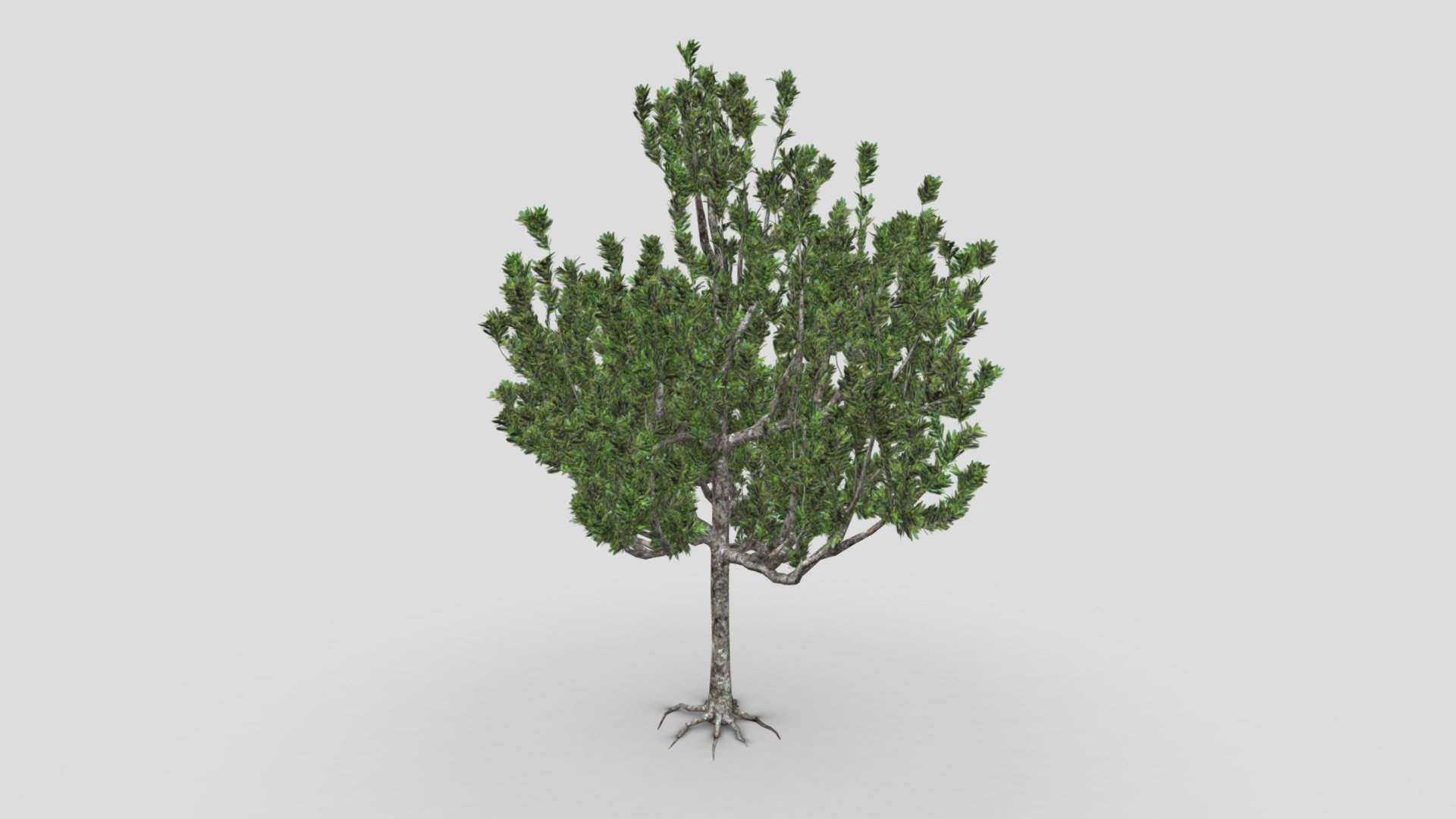 Kauri tree- S2 - Buy Royalty Free 3D model by ASMA3D [4c67093 ...