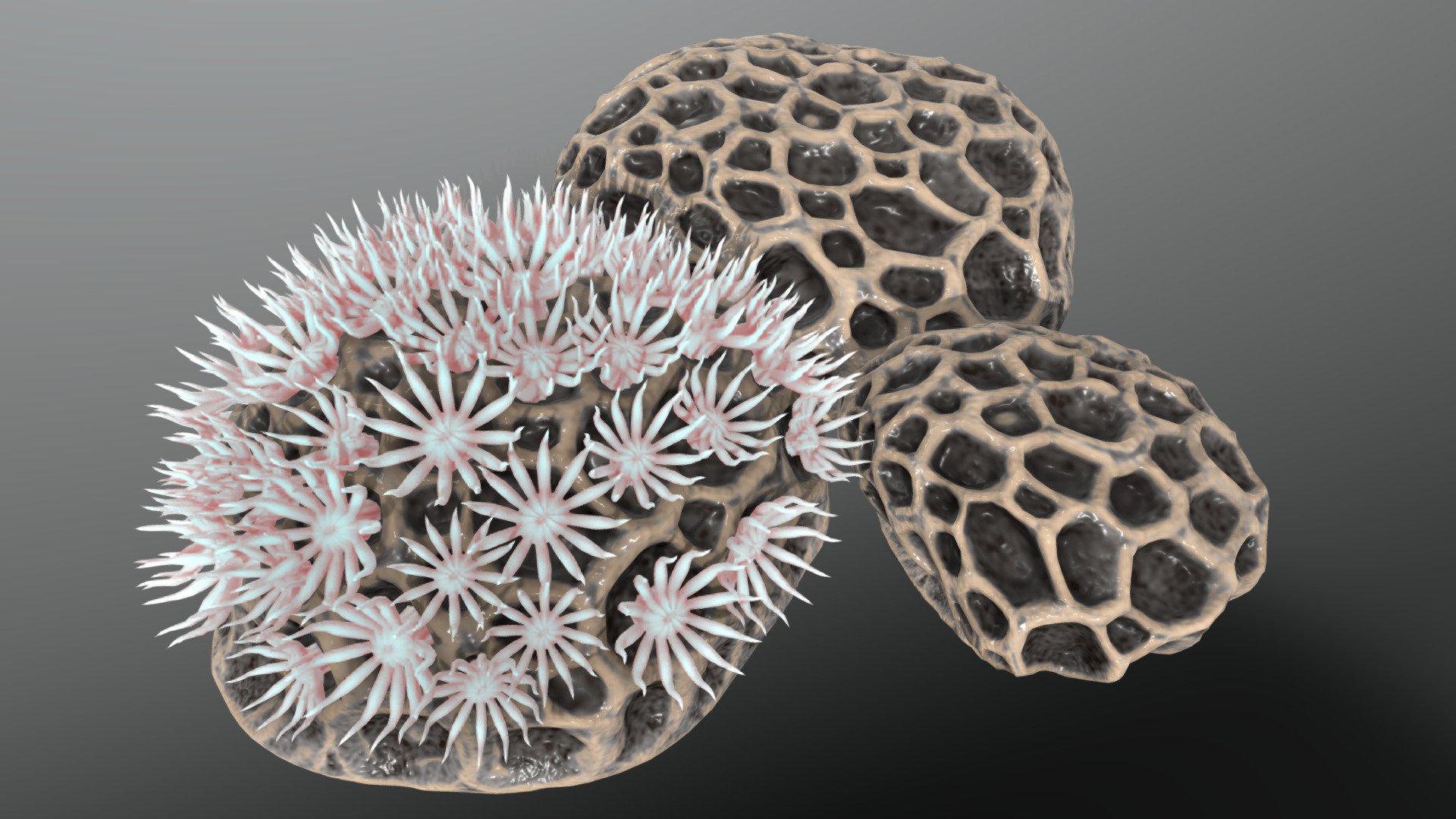Pleurodictyum (tabulate coral) - 3D model by Paleobiome [4c68a8a ...