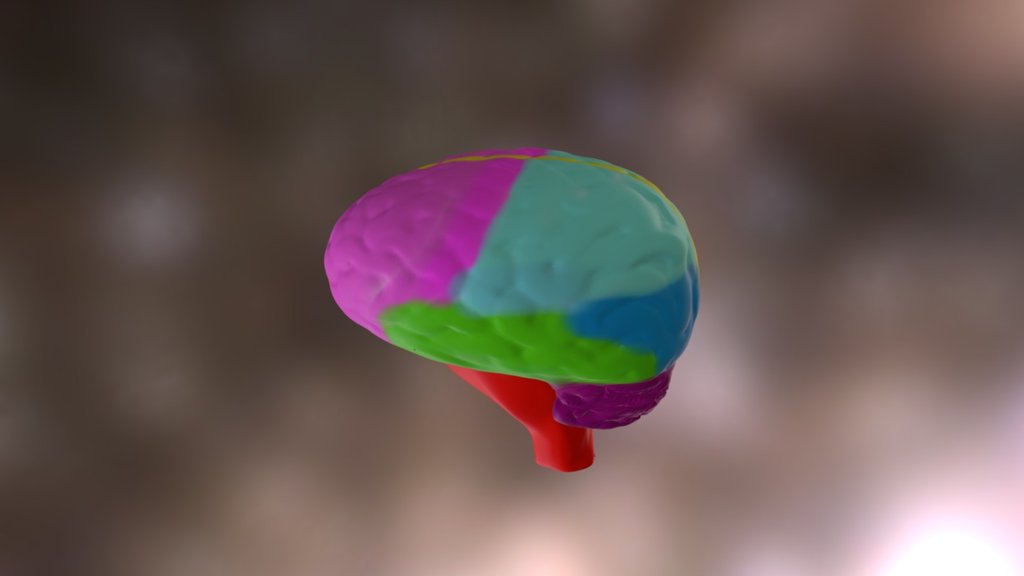Brain Model - Psychology 5th Block - 3D model by annabobana [4c74790 ...