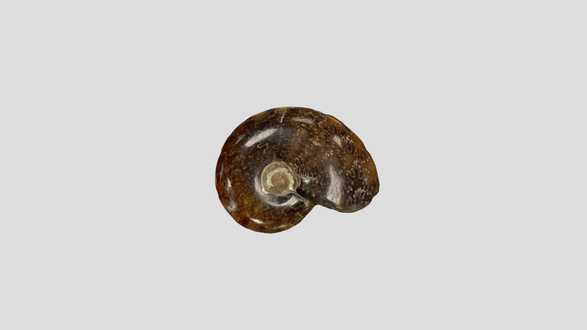 Cephalopod - Download Free 3D model by PalomarESES [4c778db] - Sketchfab