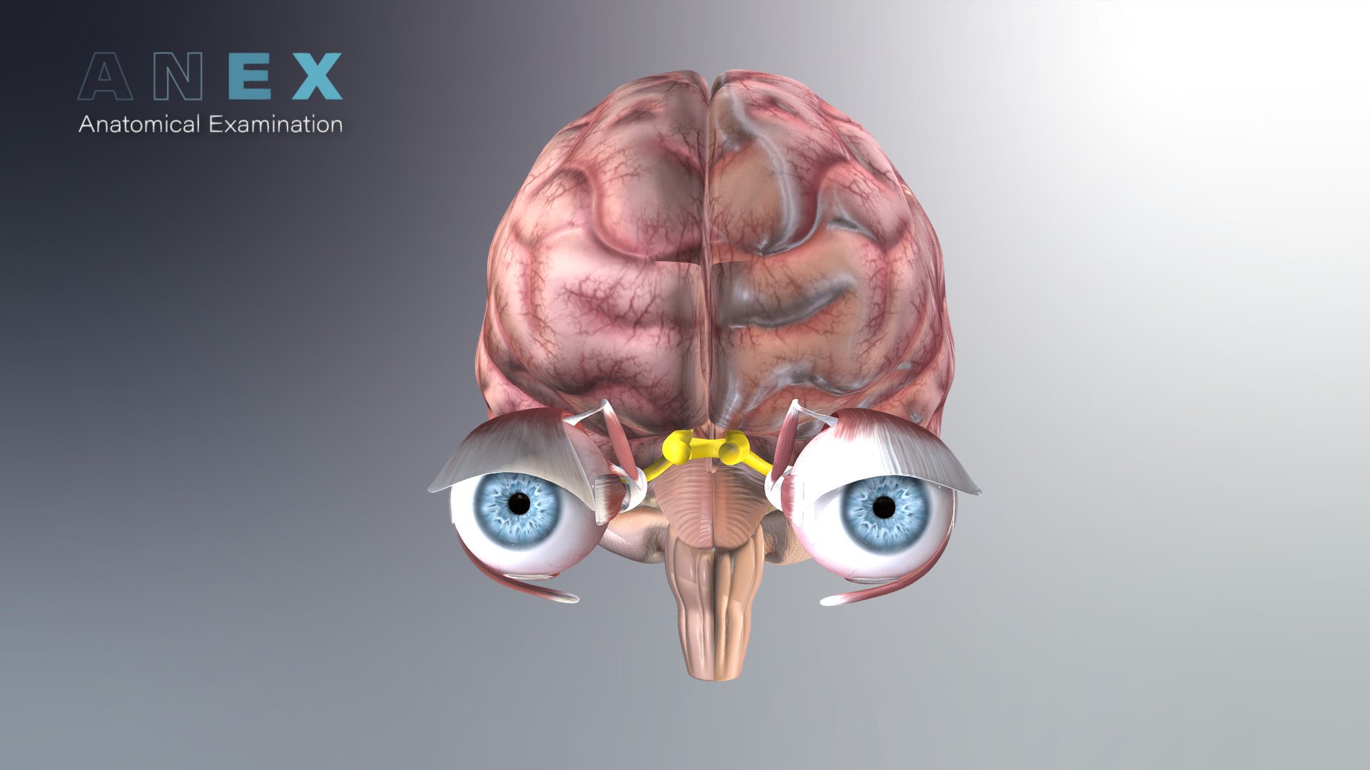 ANEX Exterior Brain Model - 3D model by imiridley [4c79785] - Sketchfab