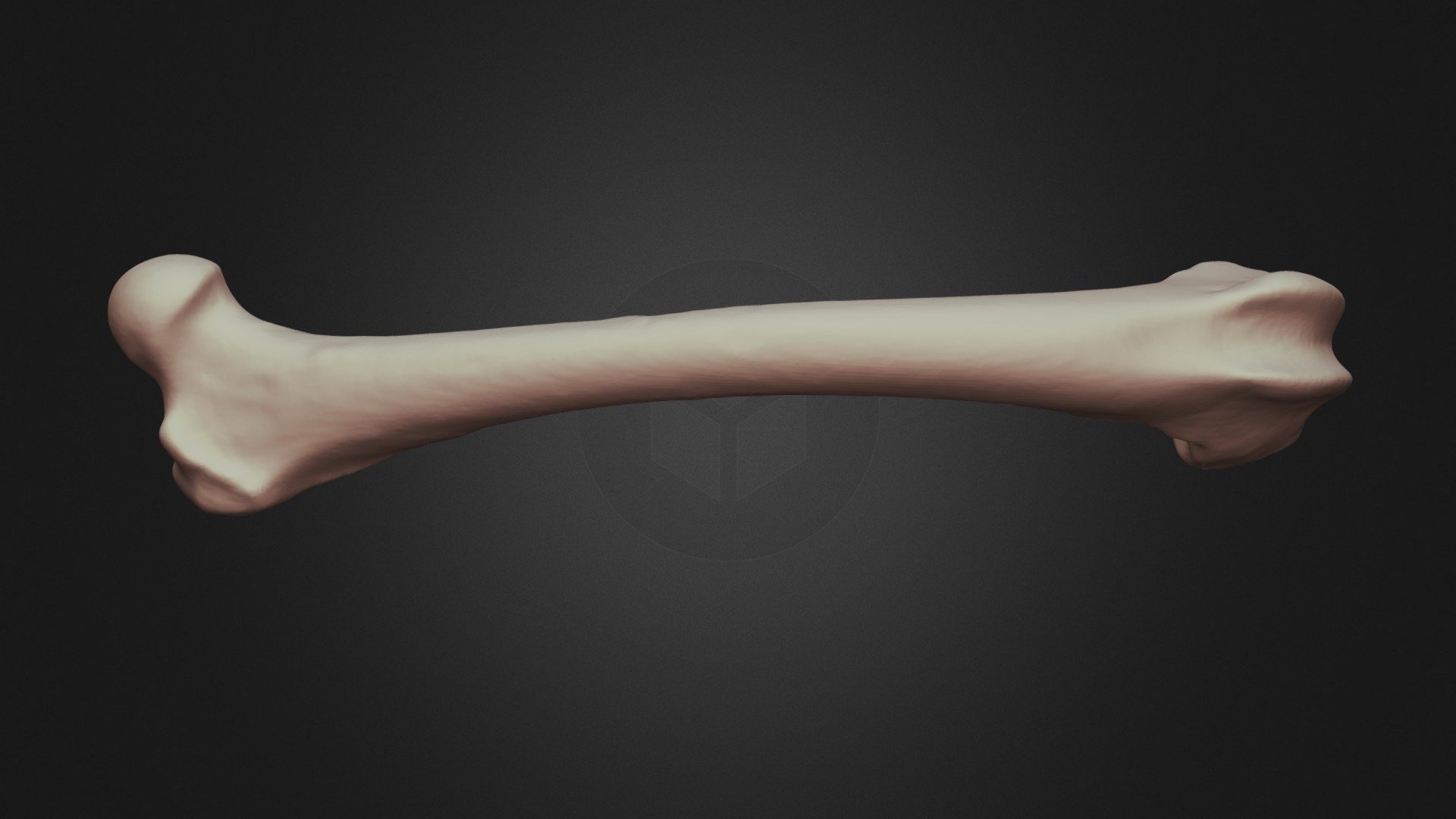 Wolf Right Femur - 3D model by Lakehead Anthropology ...