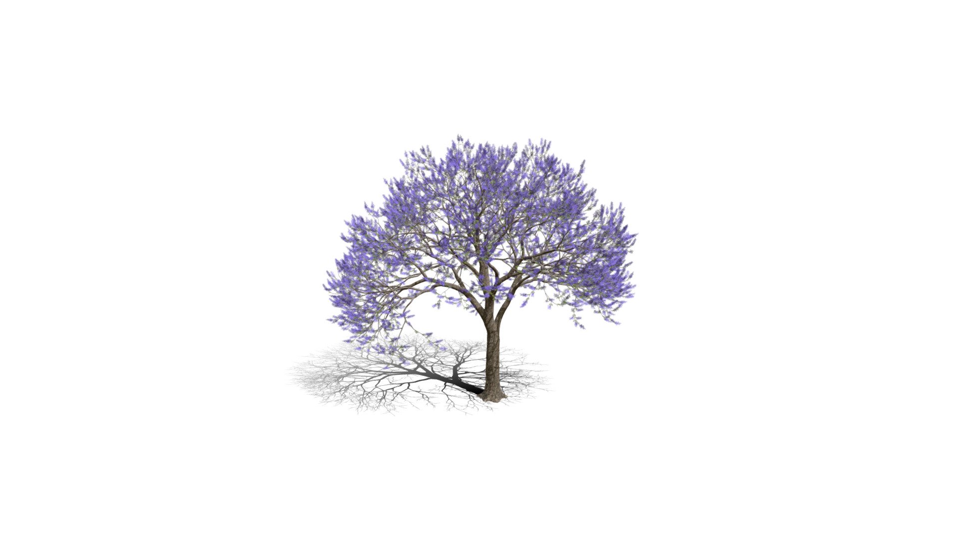 Realistic HD Blue jacaranda (5/40) - Download Free 3D model by ...