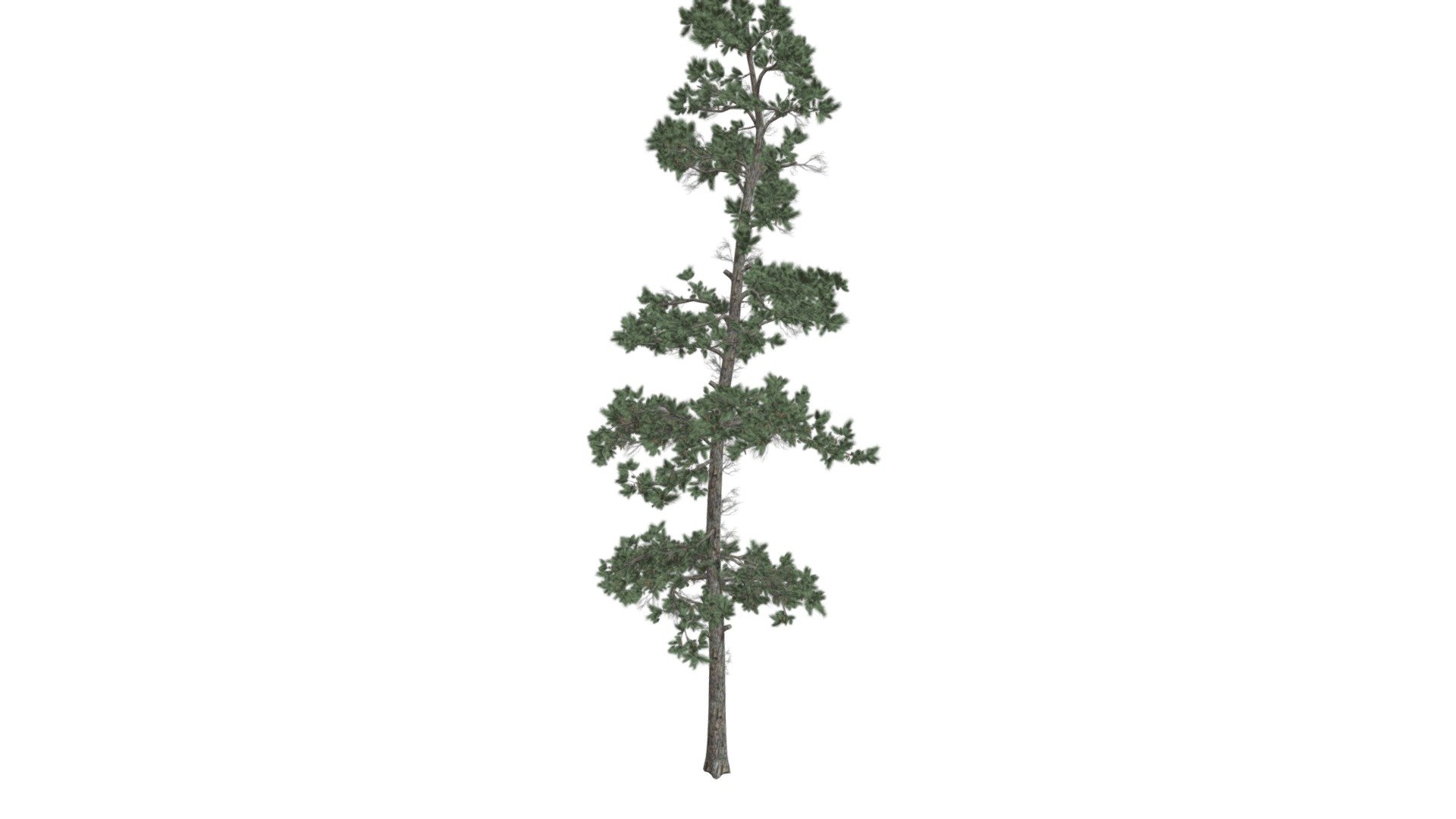 Eastern White Pine Tree #04 - Buy Royalty Free 3D model by meshshape ...
