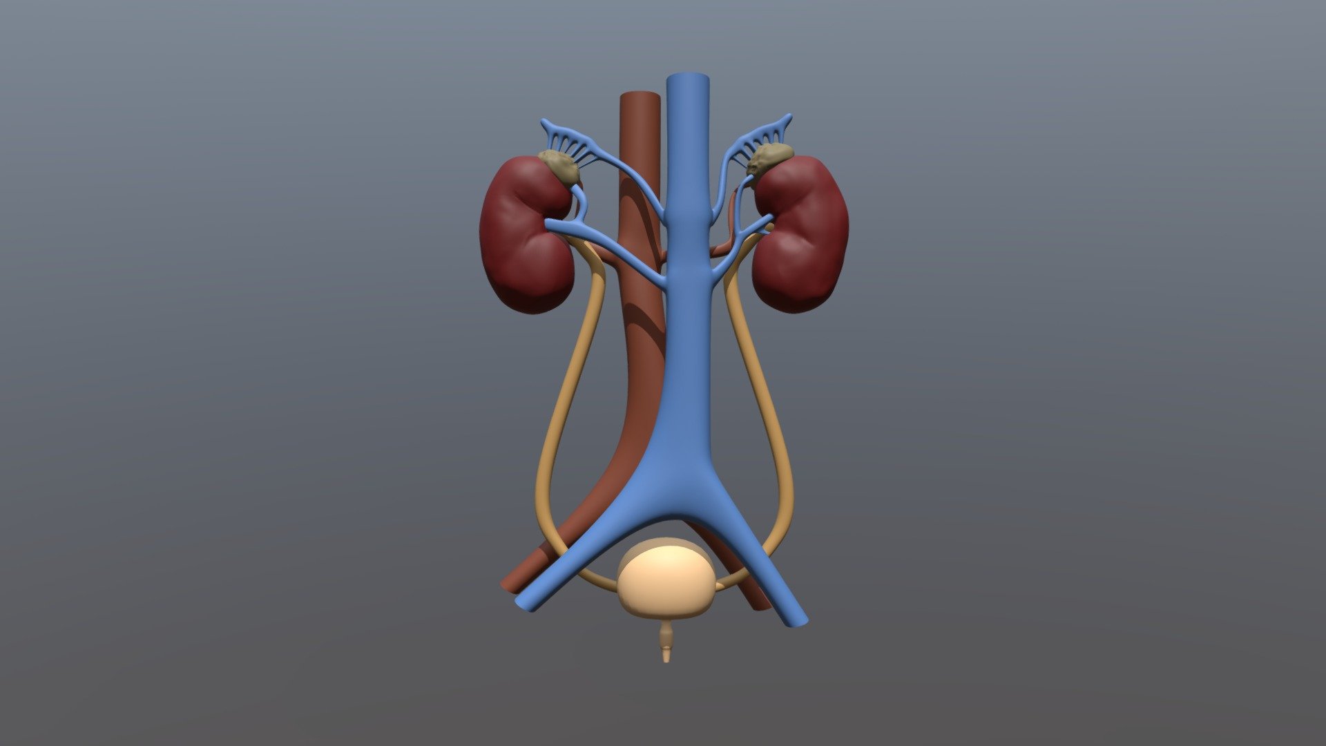 Urinary System - Buy Royalty Free 3D model by mahmoud147 [4c9f8c0 ...
